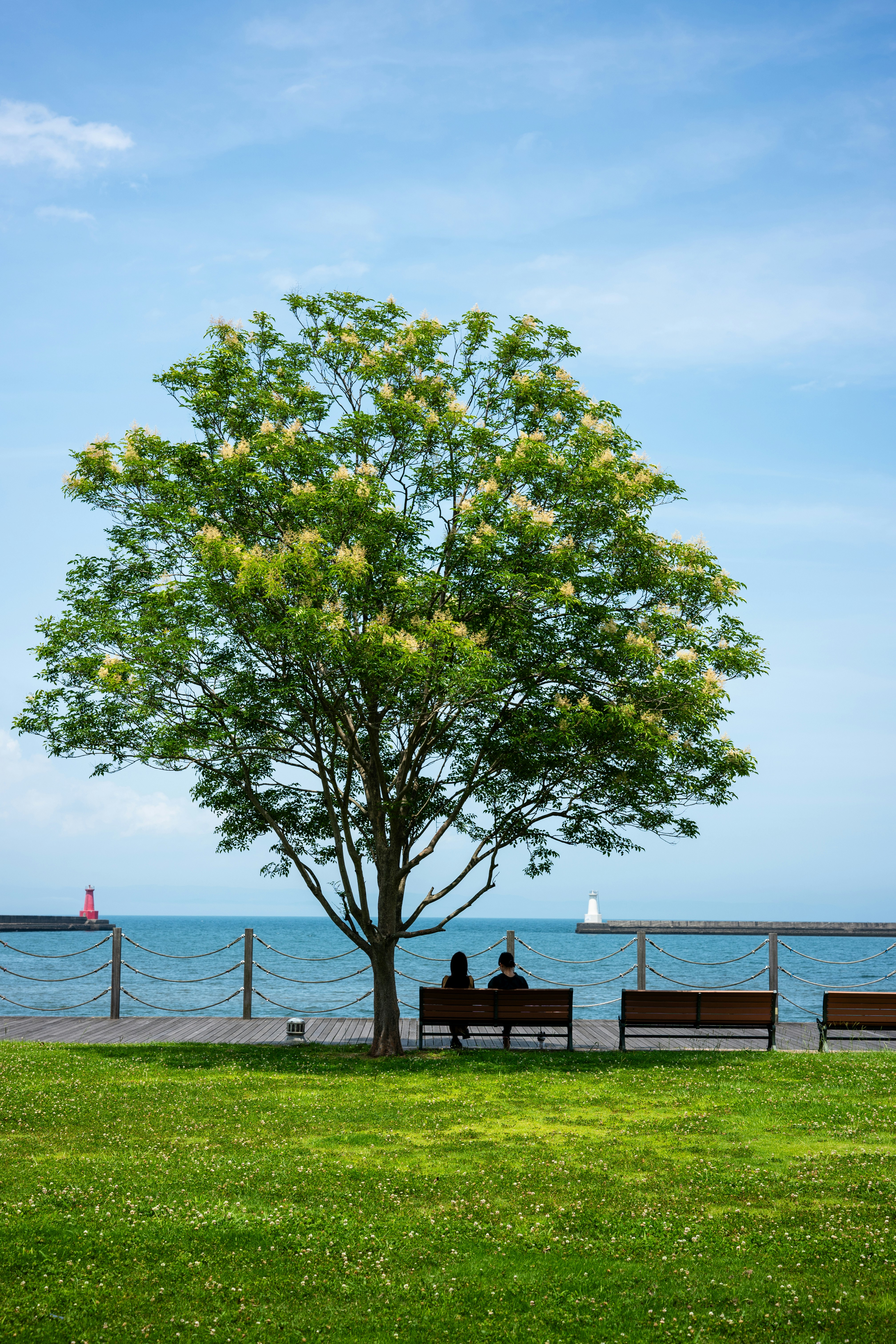 Lone Tree at the Waterfront Park