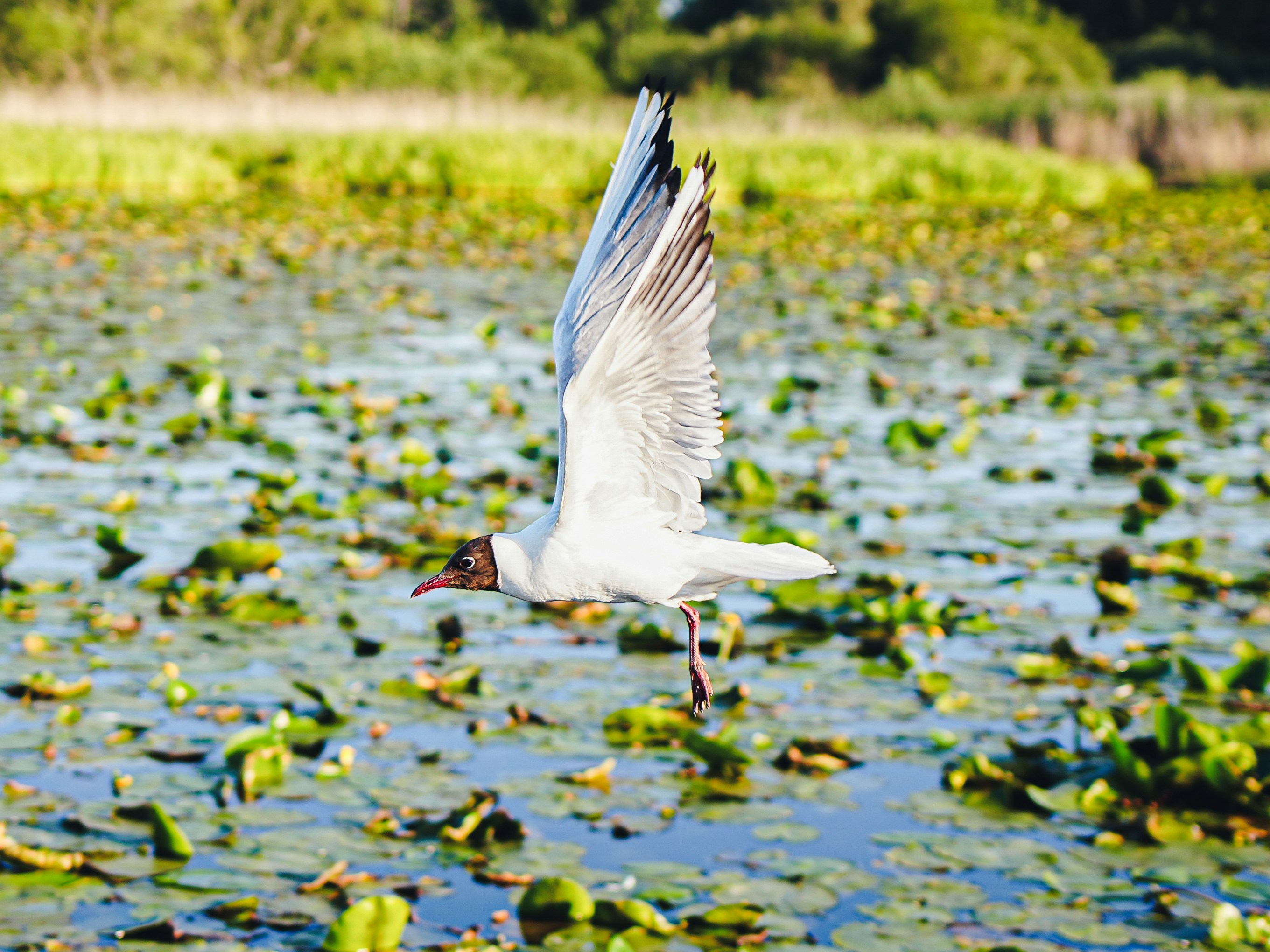 In Flight Over a Green Mirror: a Seabird in Mid-Takeoff