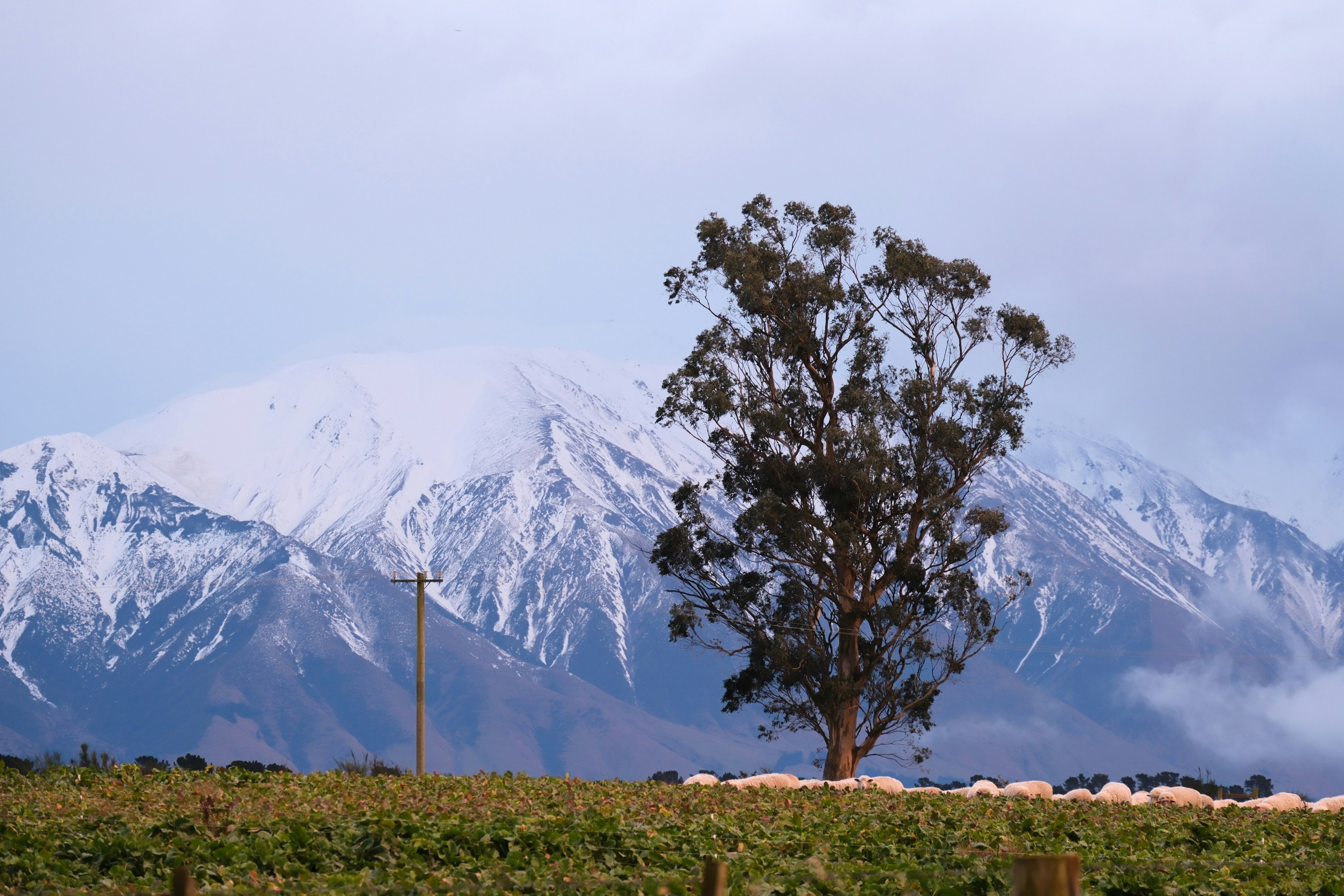  solitary tree with snow-capped mountains as a quiet horizon