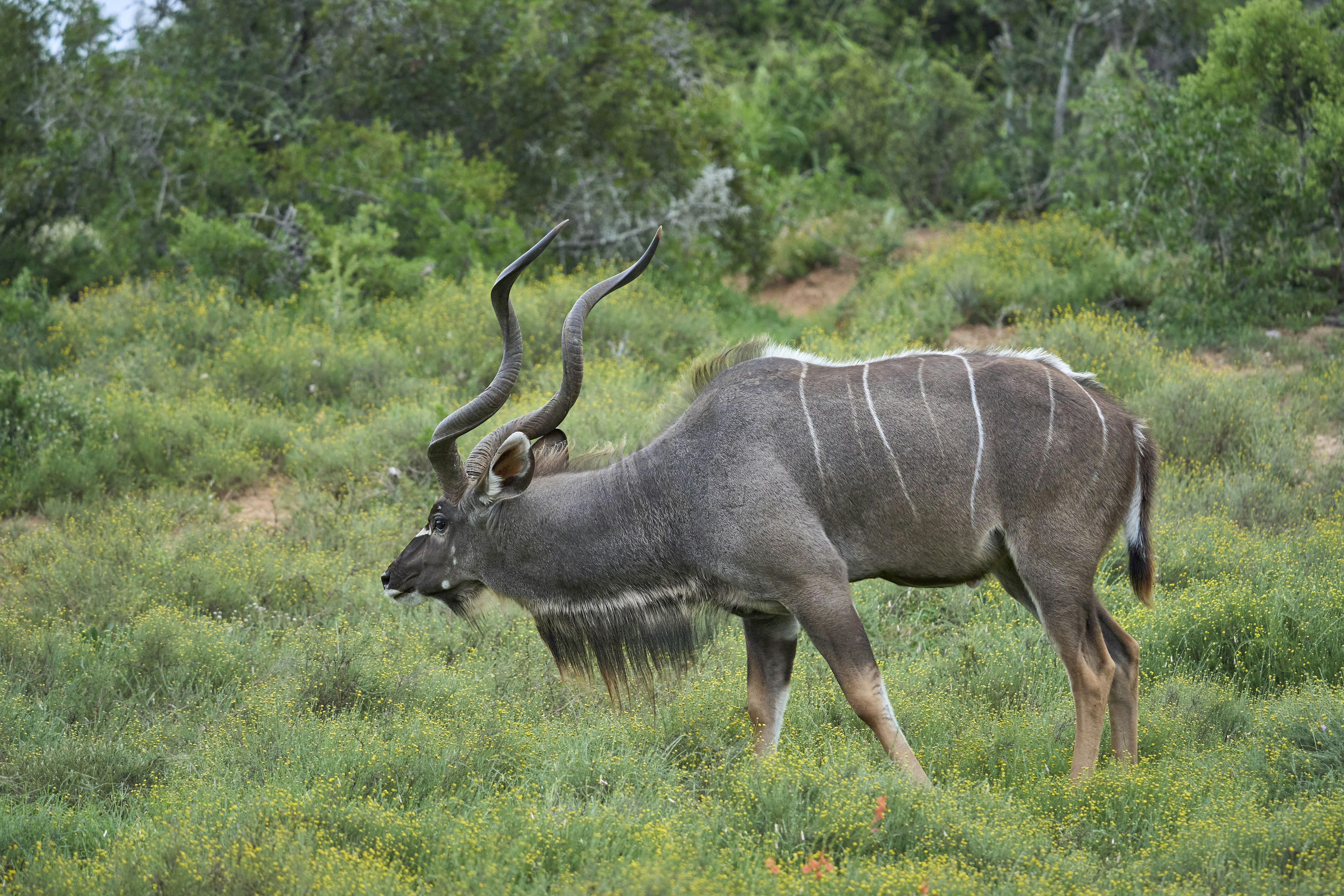 Prickly Grasslands Stag: A Yet-Unfolding Portrait of the Wildebeest