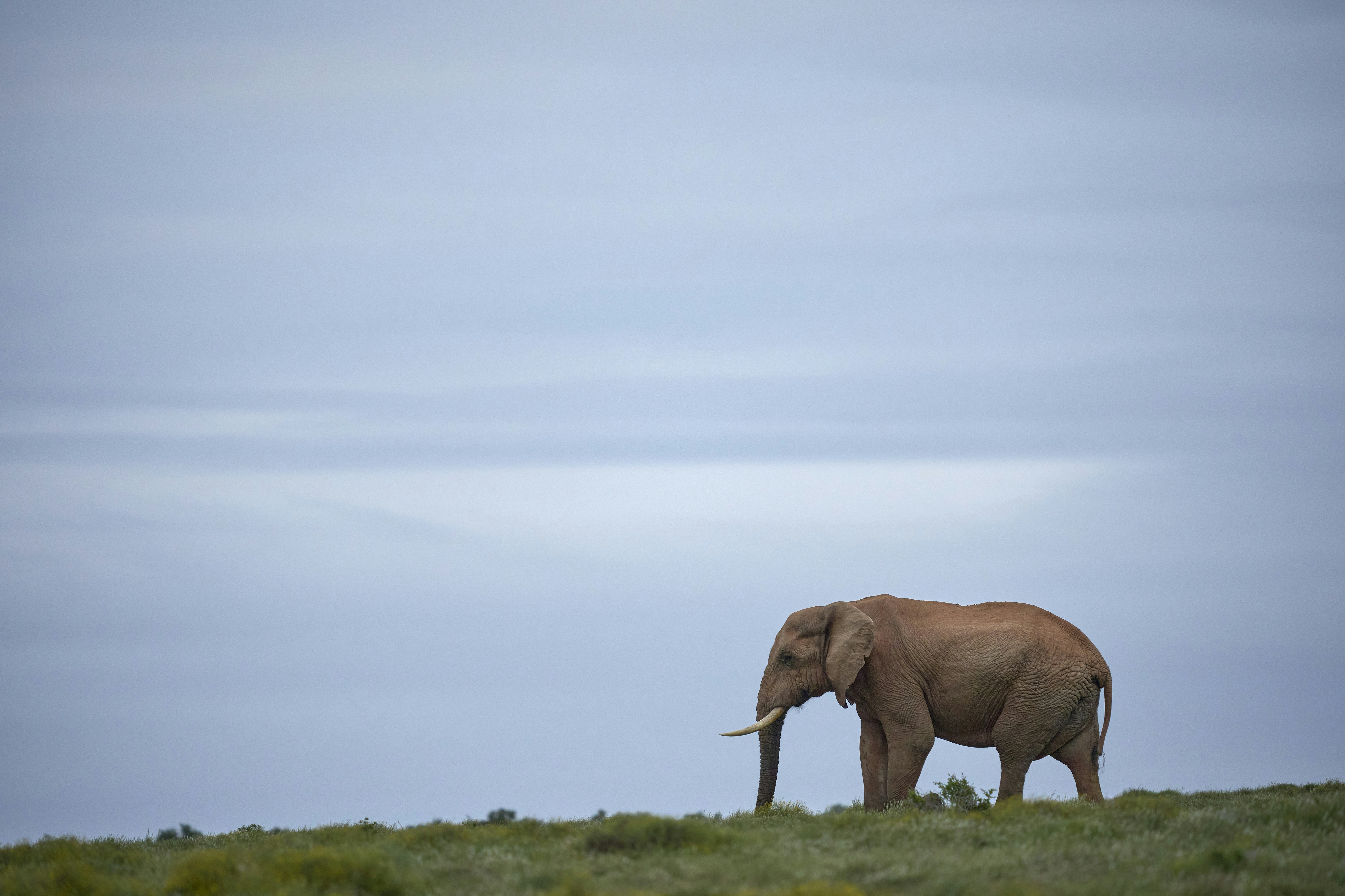 Gentle Giant at Distant Grasses