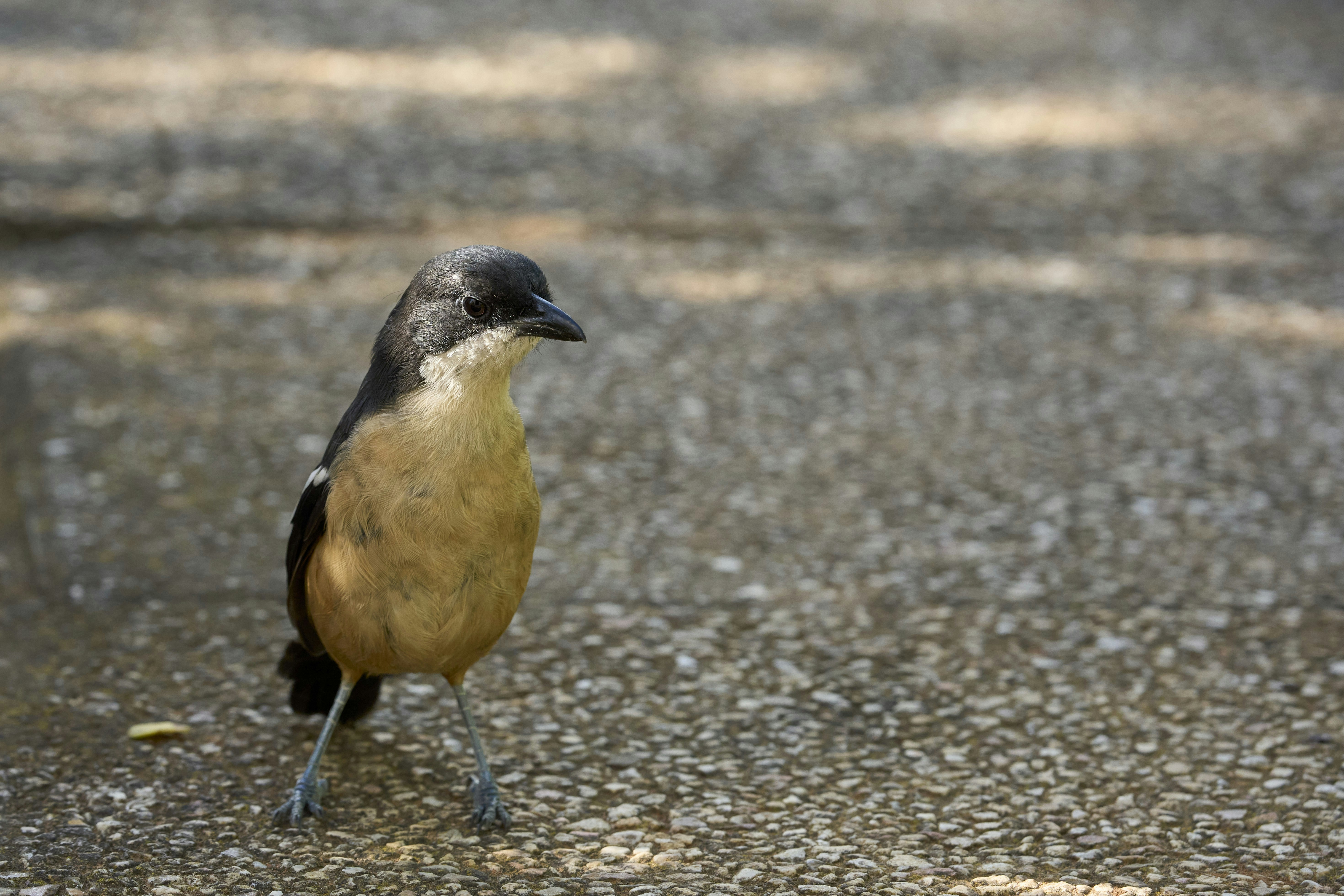 Lonely Hooded Crane Song in a Pebbled Walkway