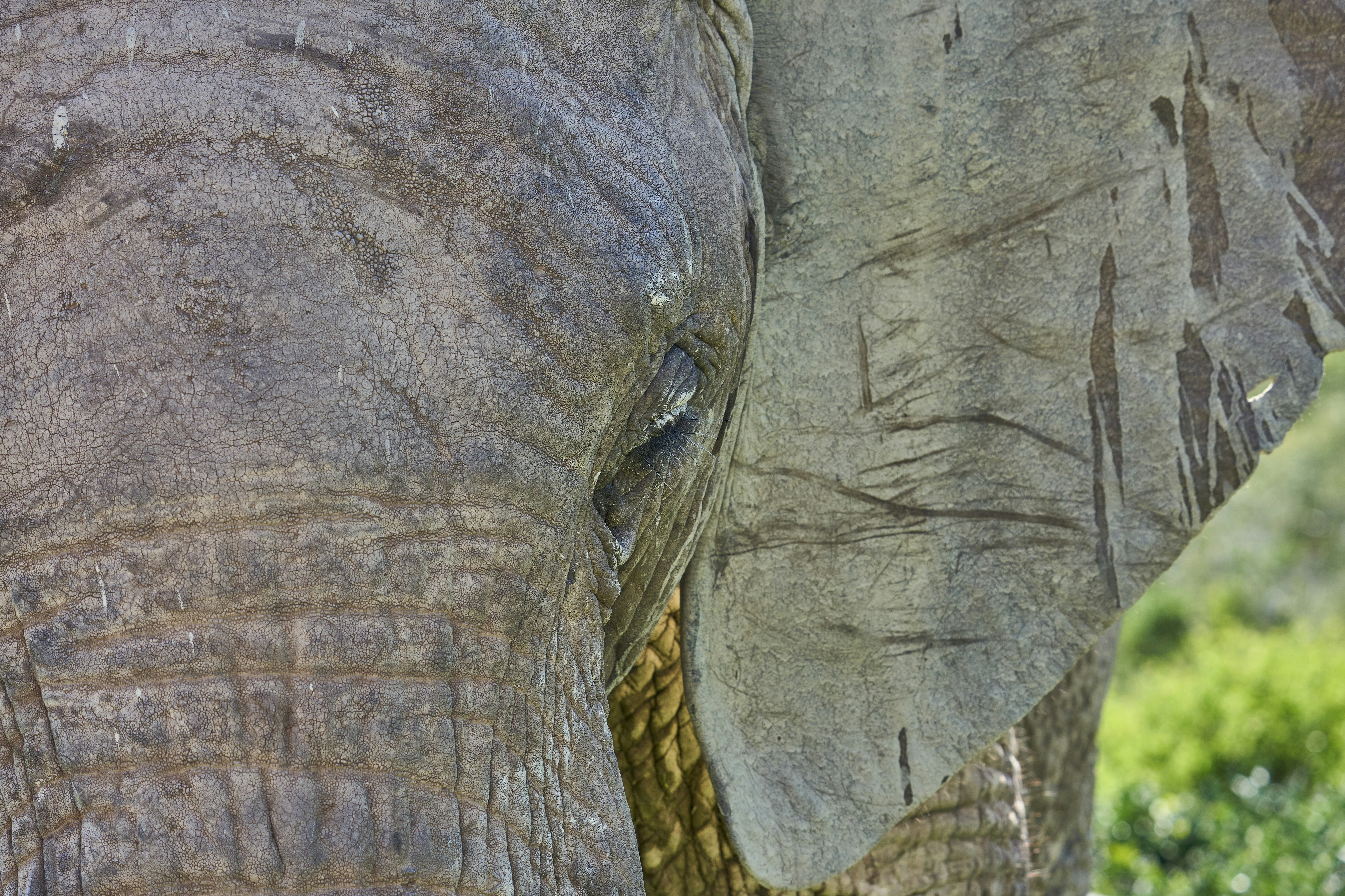 Majestic Elephant Skin: Textured Trunk and Ear Close-Up