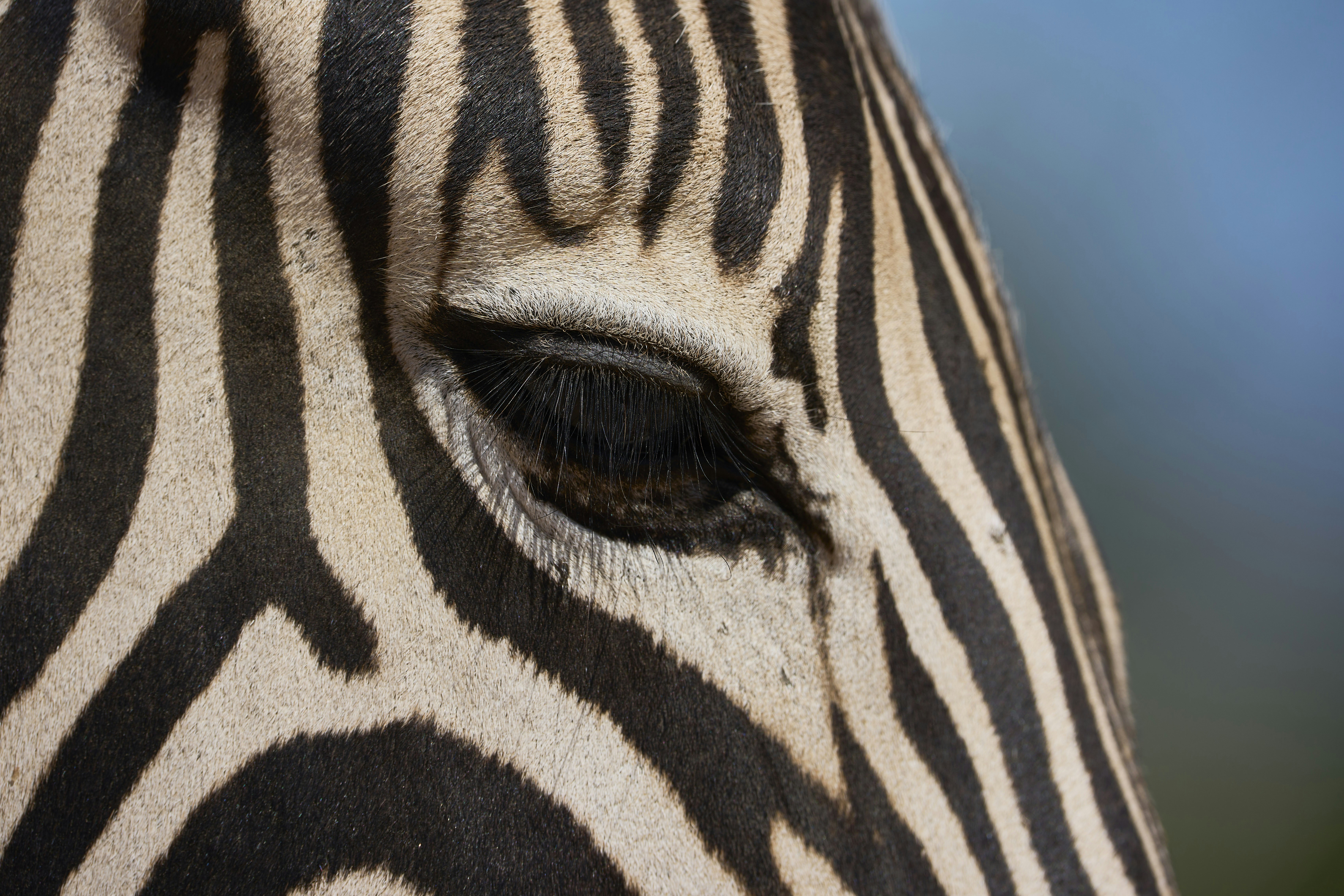 Close-up of a Zebra Eye: Stripes in Quiet Focus