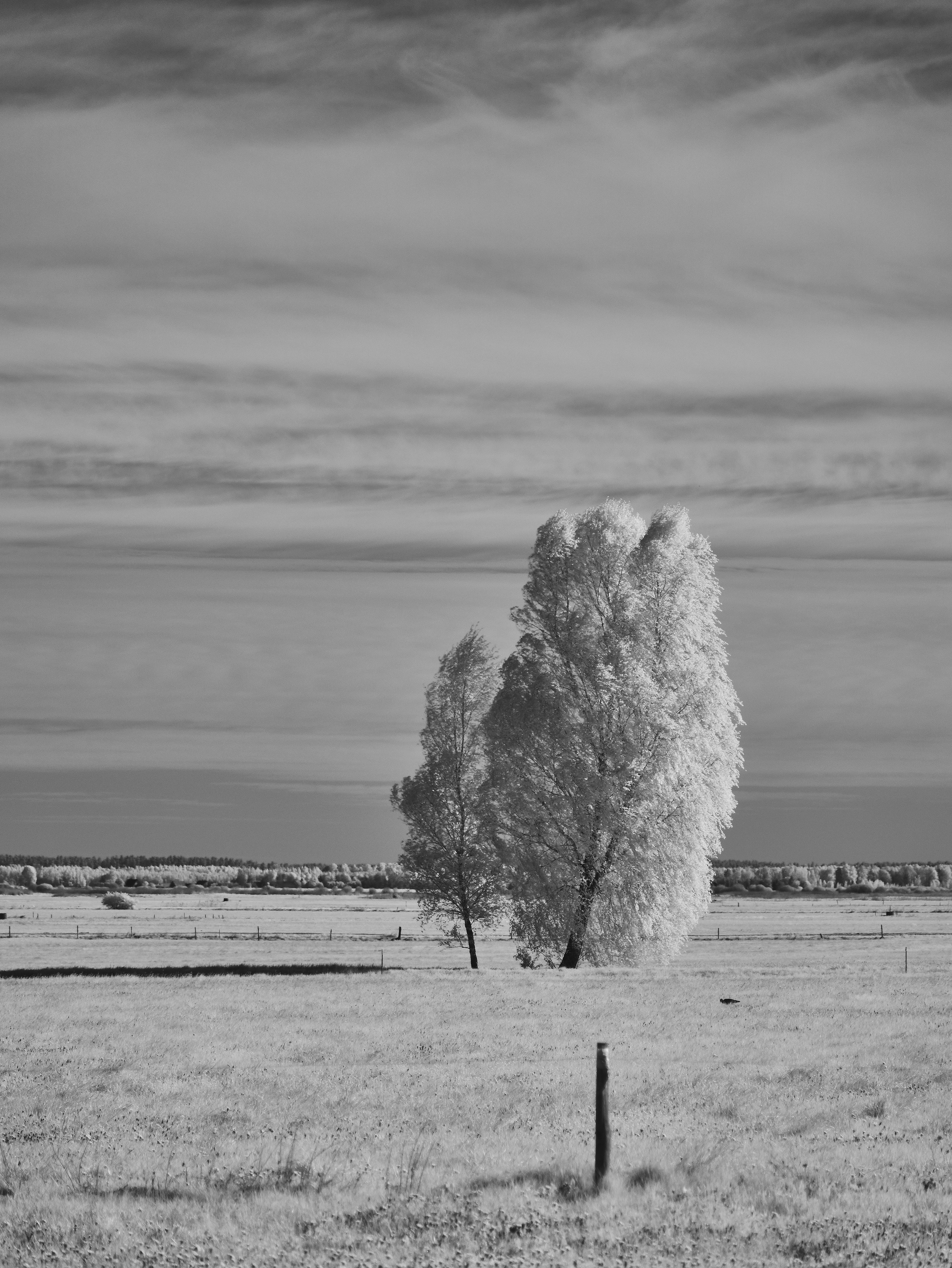 Lonely Copse on a Snow-White Plain