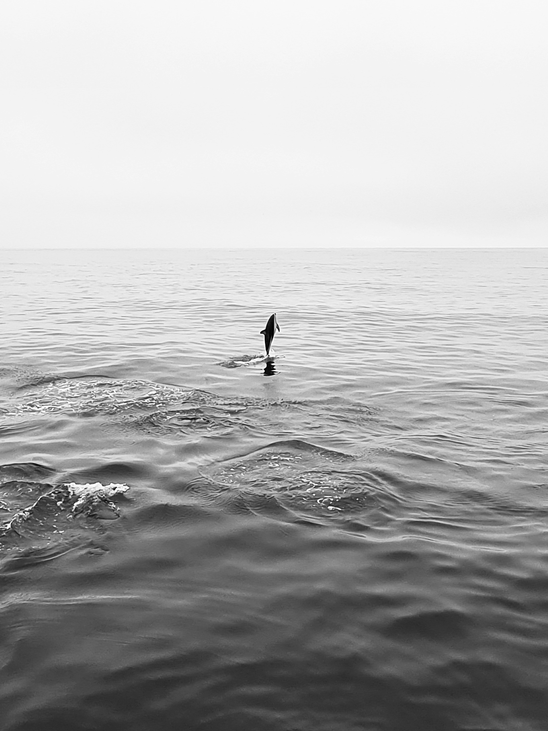 Minimalist seascape with a solitary figure (dolphin silhouette) near center horizon, rendered in grayscale to emphasize calm ripples and horizon line.