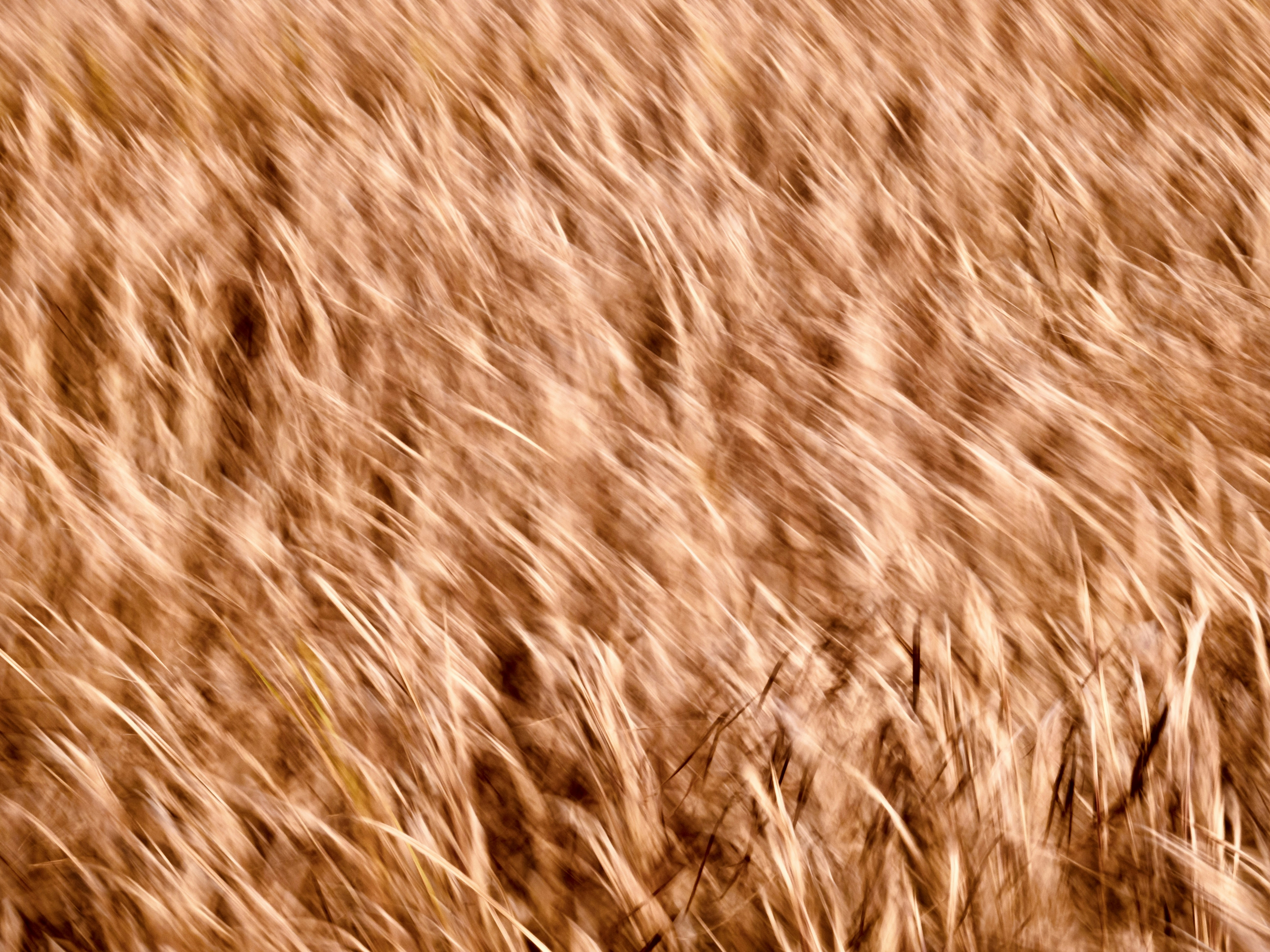 Grass moving in the wind