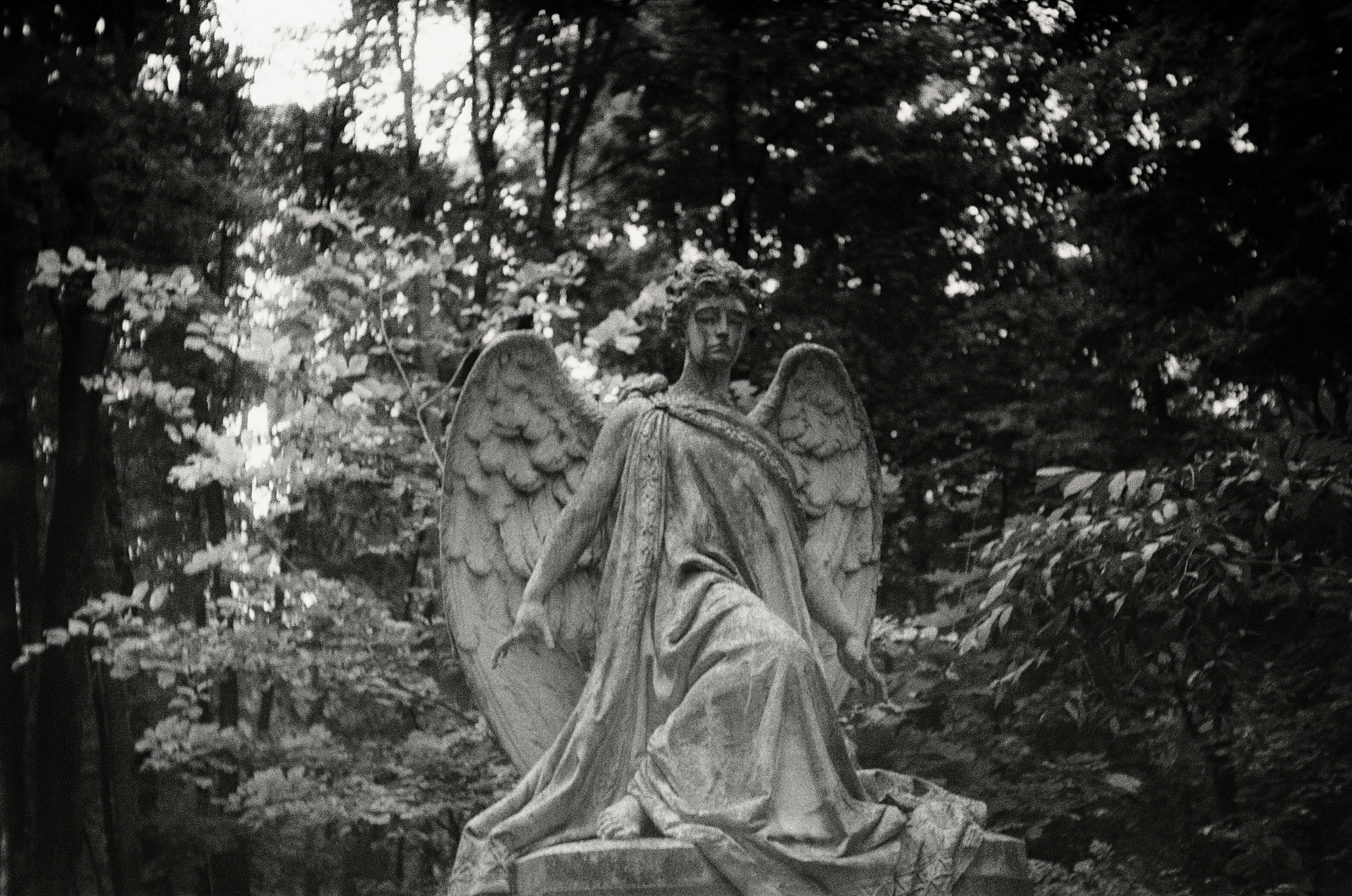 Stone Whisperer: A Somber Angelguard in Quiet Woods