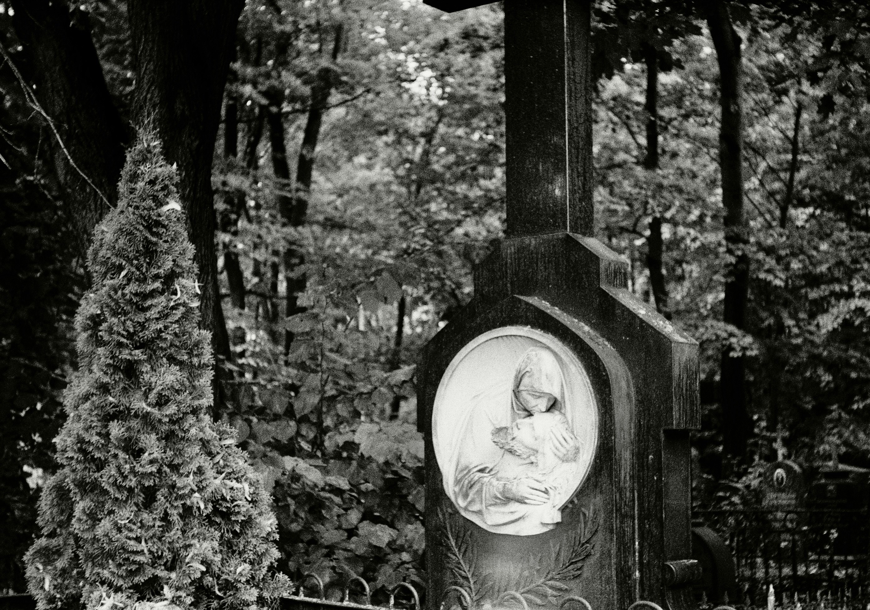 Gravestone Portrait: A Quiet Shrine Among the Pines
