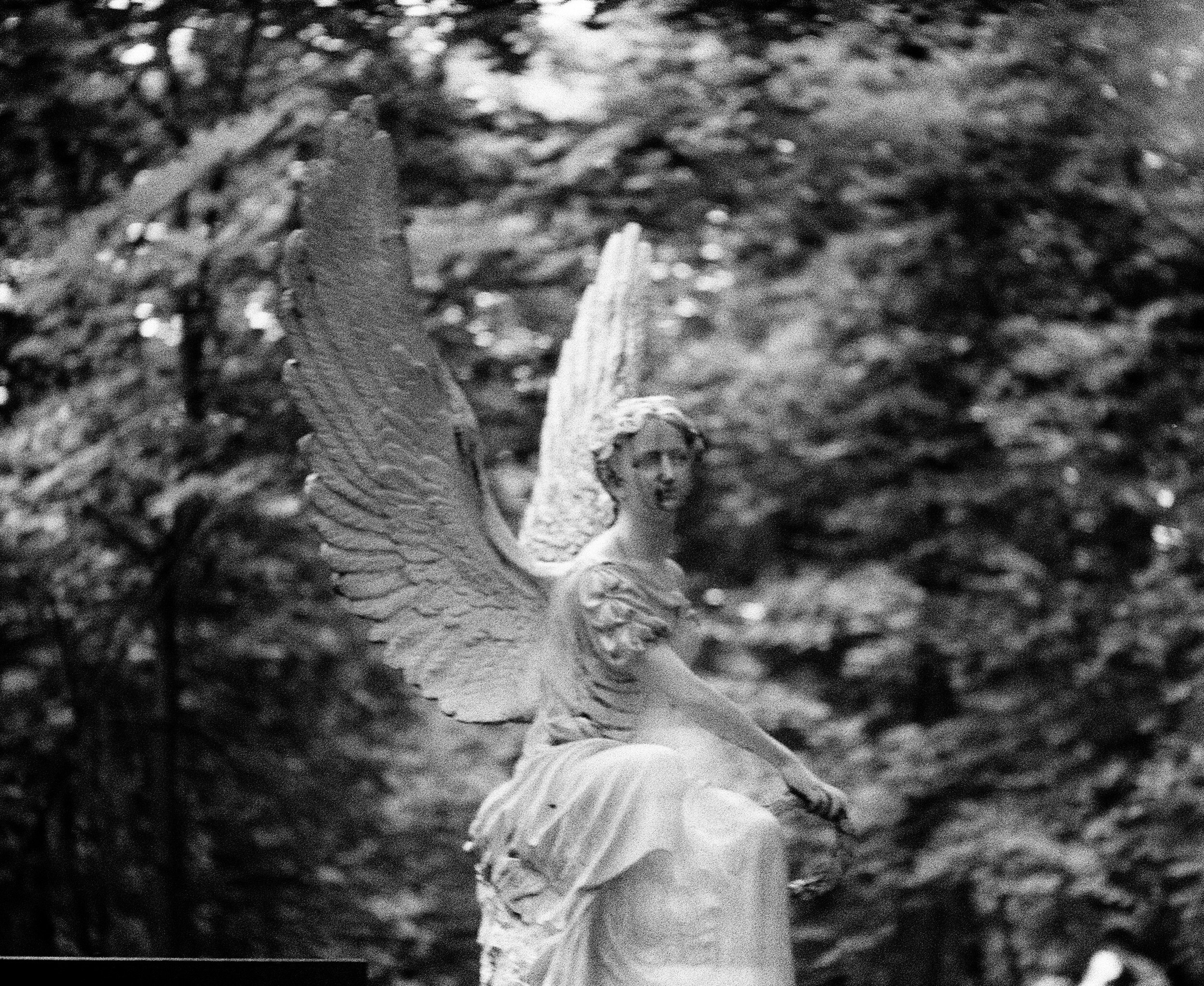 Winged Guardian in the Park: Marble Angel on a Quiet Day