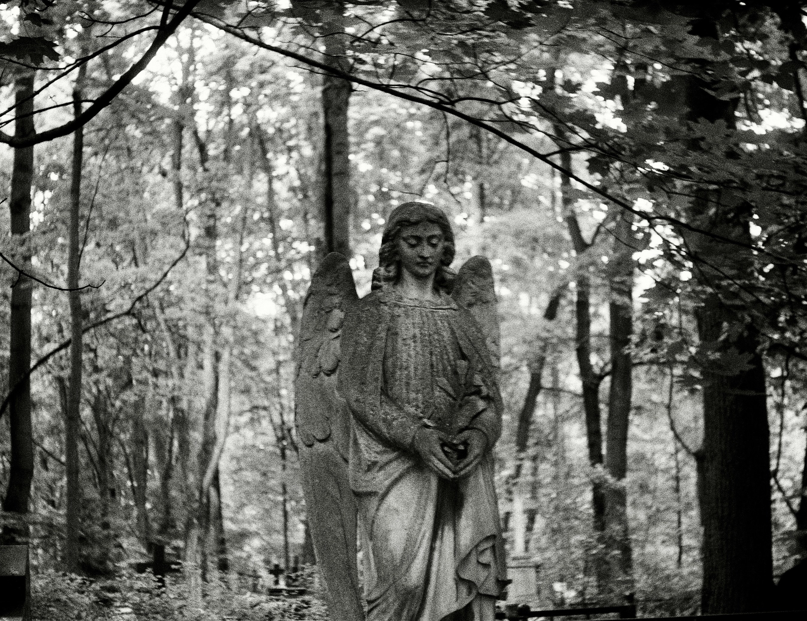 Whispering Guardian: An Angel Among Fallen Branches