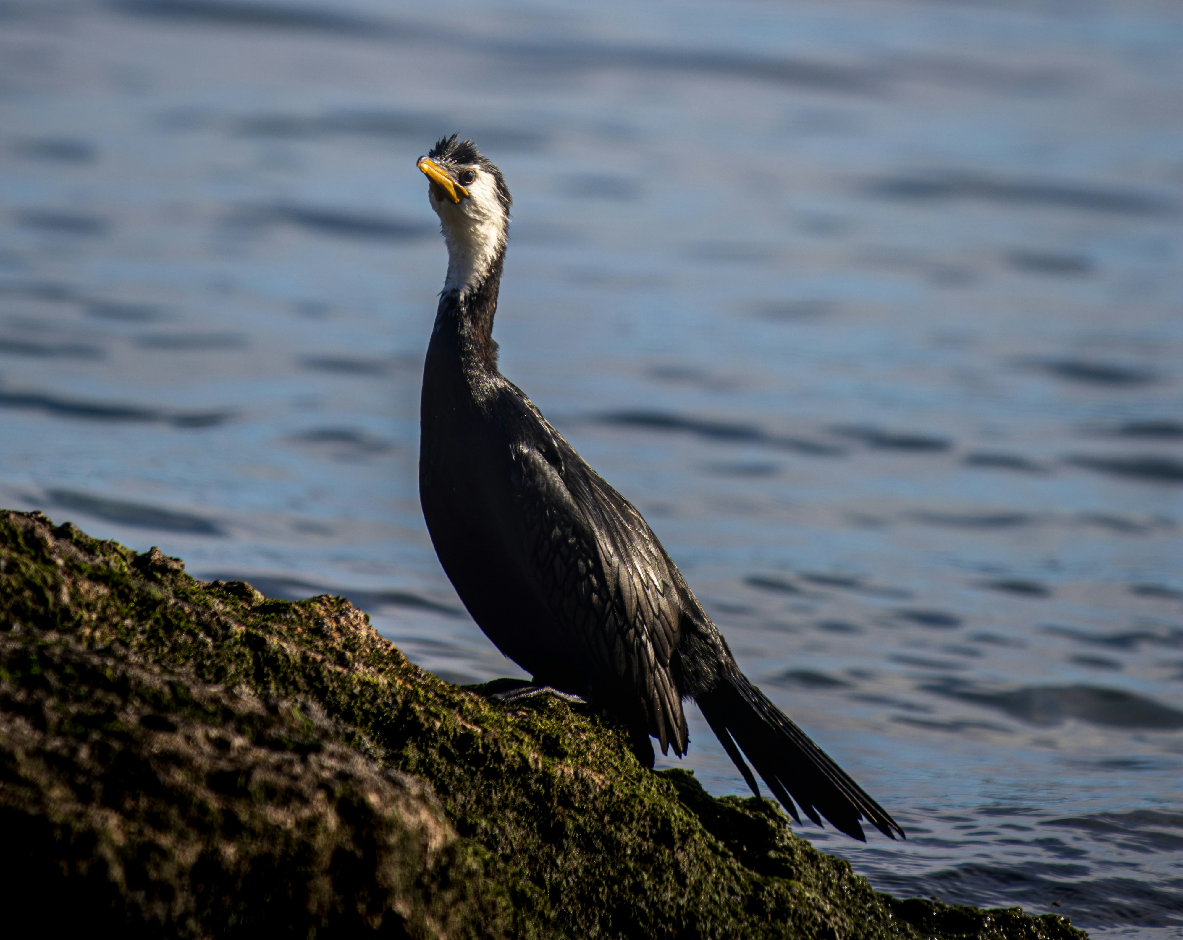 Long-necked Watcher on a Mossy Rock by the Shore