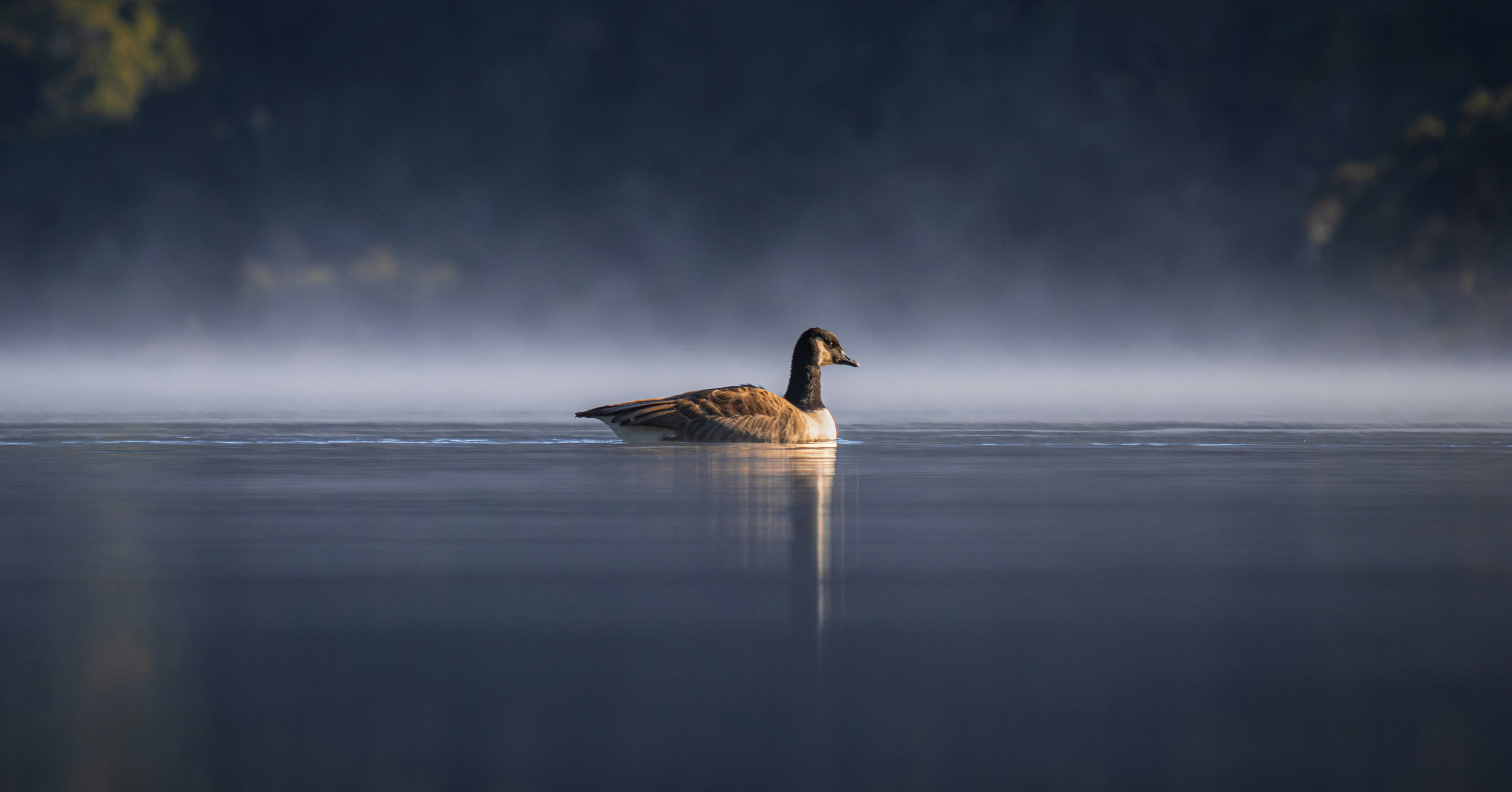 Lazy Dawn on Mist-kissed Lake: A Lonely Grebe Emerges