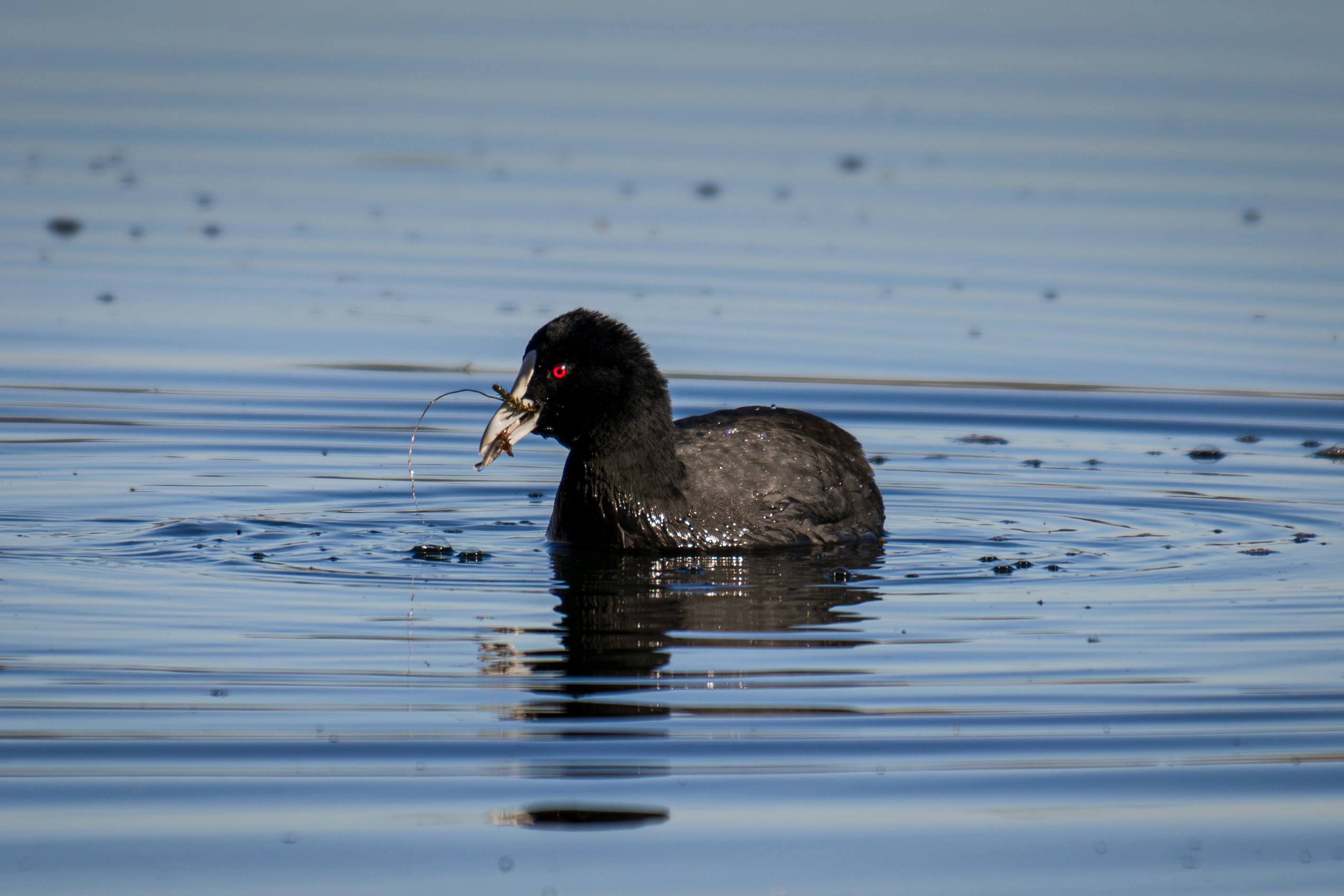 Red-eyed Moorhen in rippled blue mirror