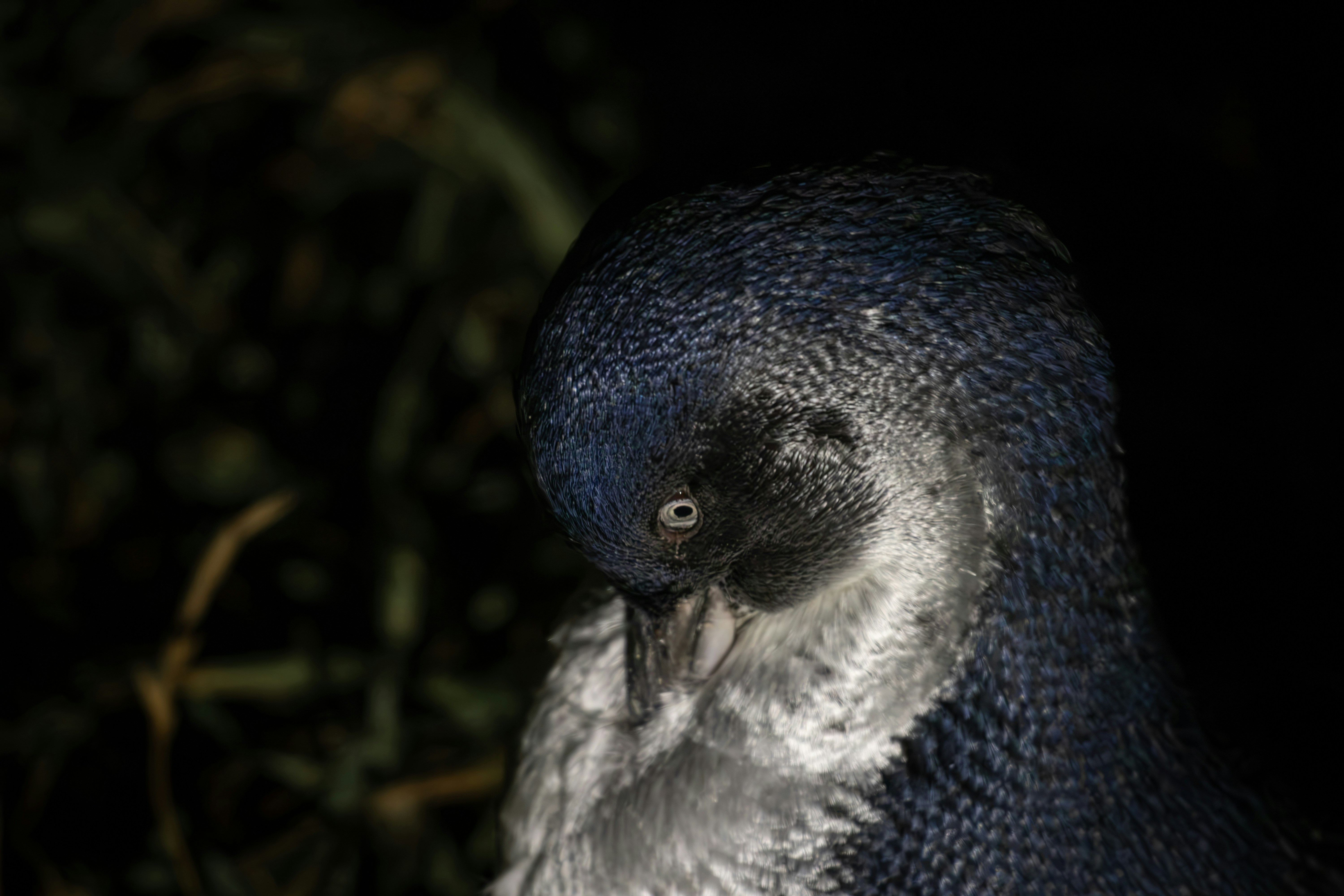 Shadowed Wedge-Head: A Quiet Portrait in Night Fleck