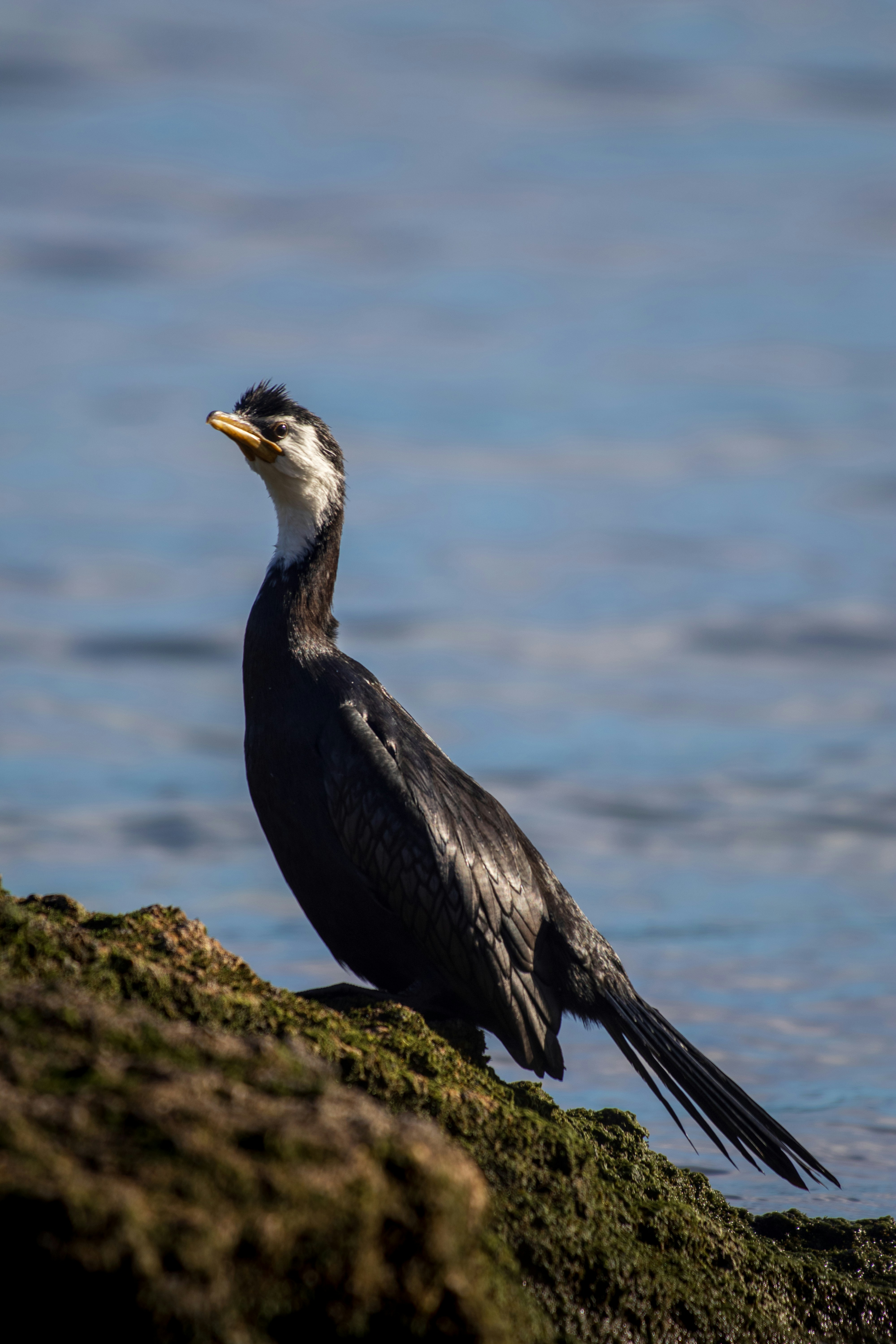 Crested Cormorant Perched on Mossy Shore