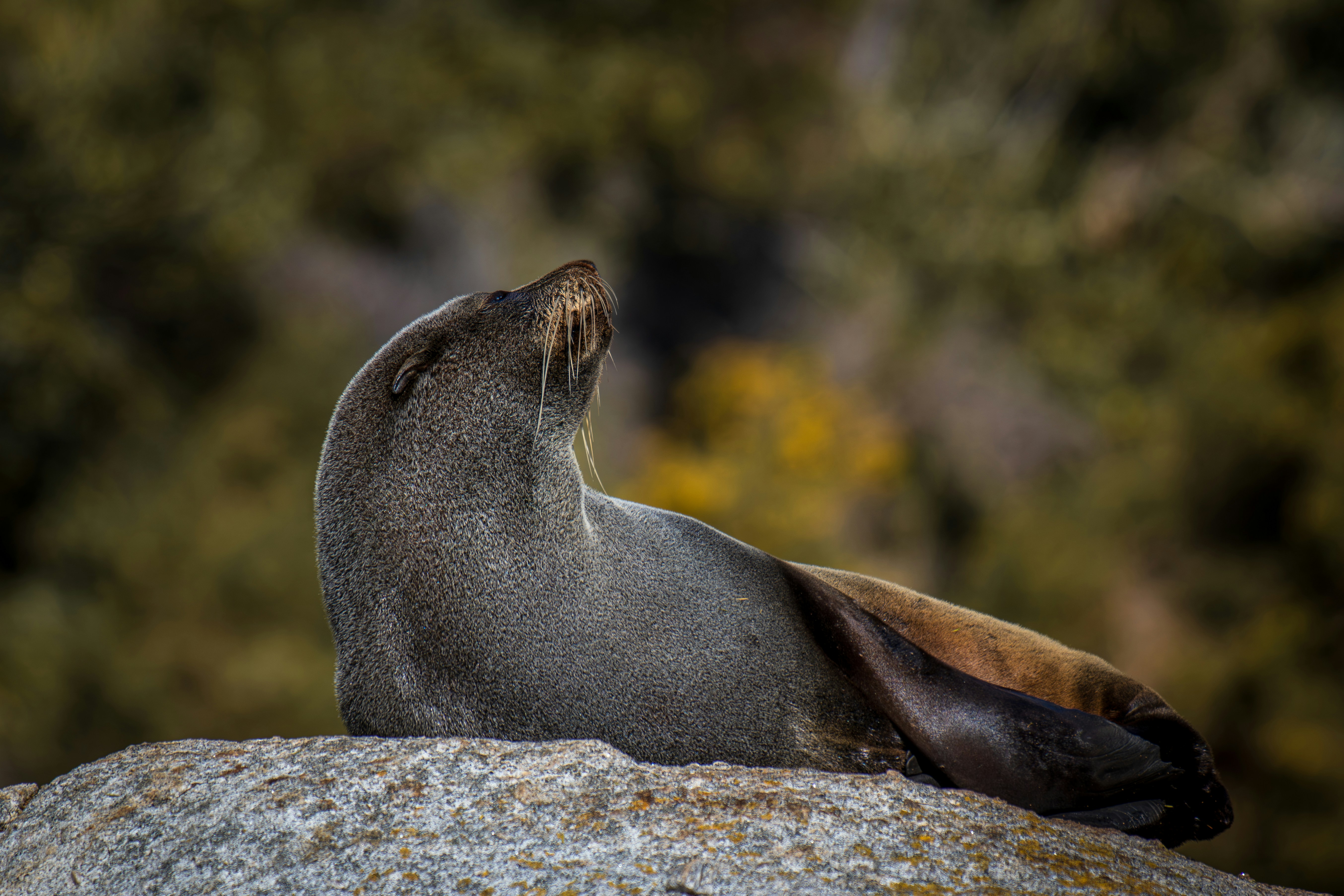 Seated Sea-Lion on Granite, Daybreak with Dappled Background