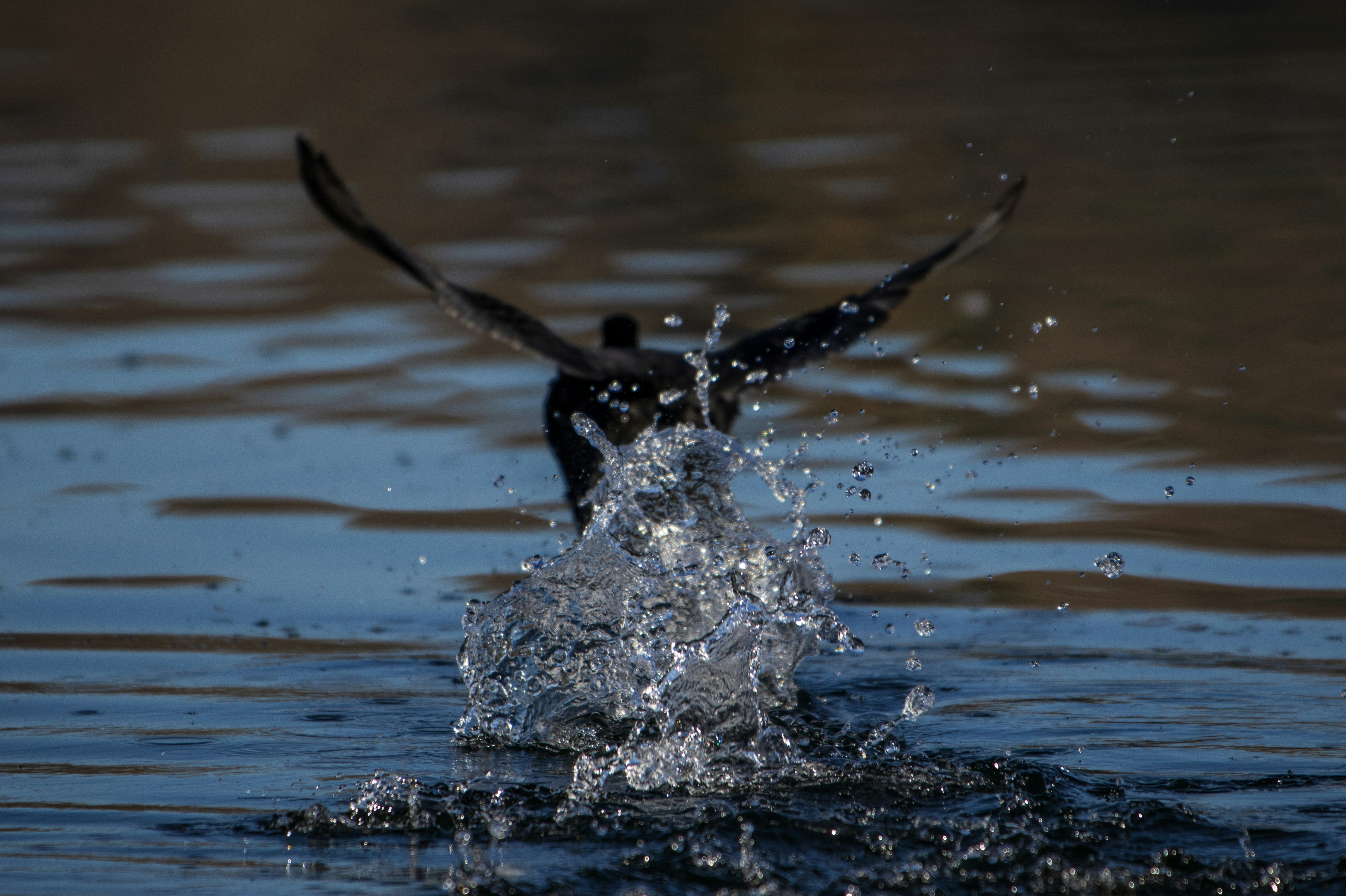 Rising from the Ripple: a bird's splash mid-takeoff