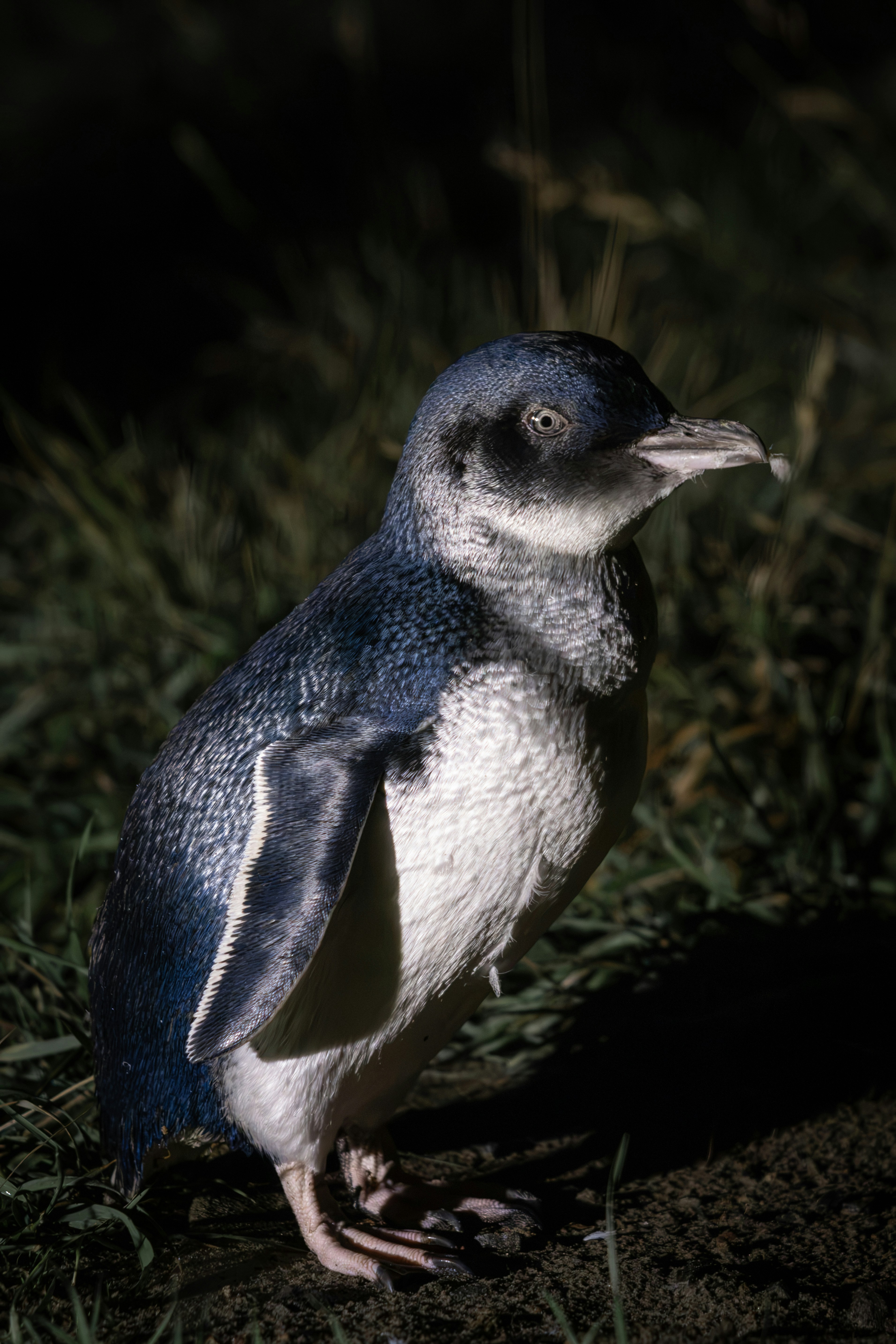 Low-Angle Portrait of a Penguin: Starlit Ground-level Spotlight