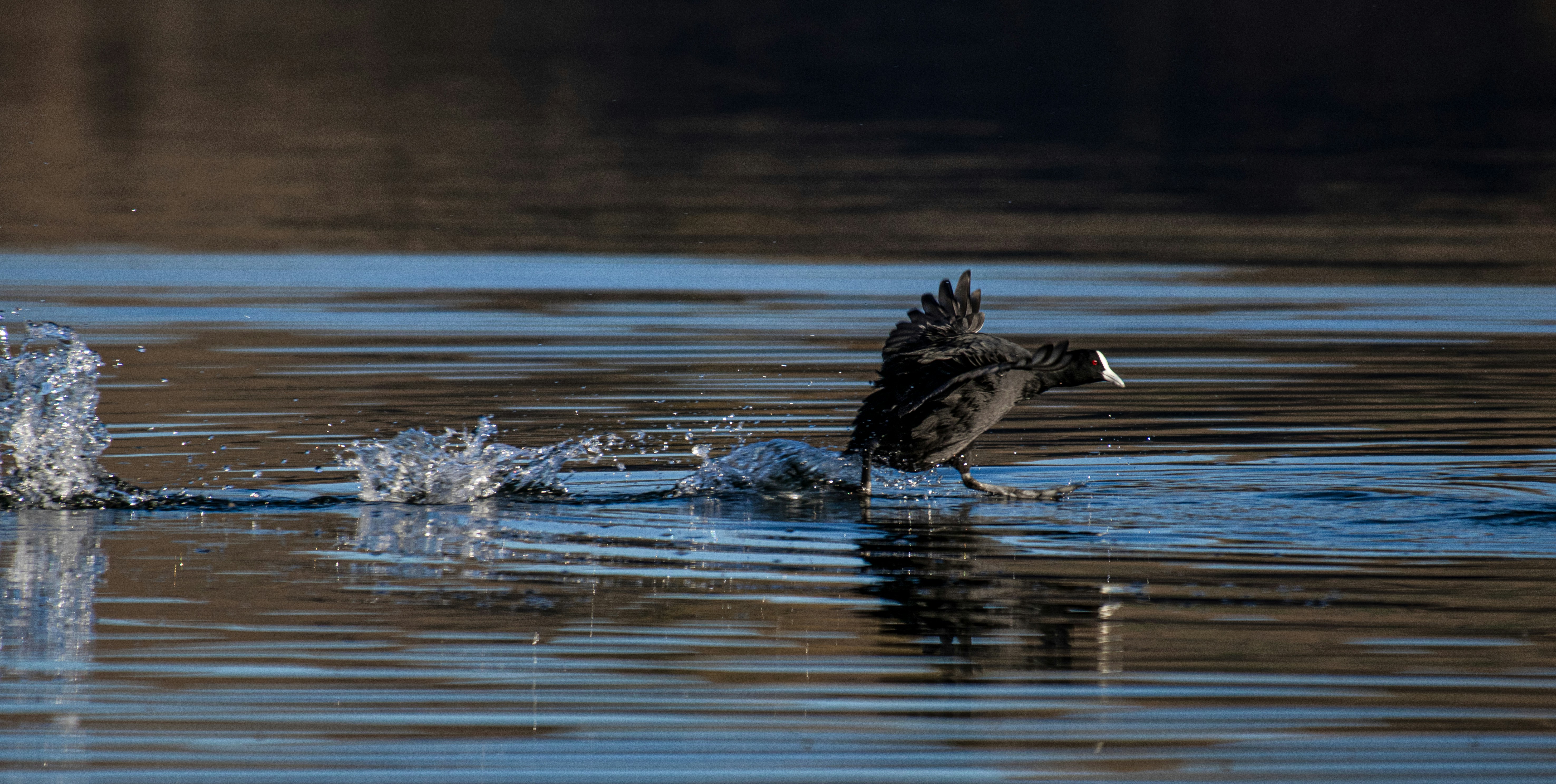 Diving Pursuit: A White-Headed Bird Skims the Water at Speed