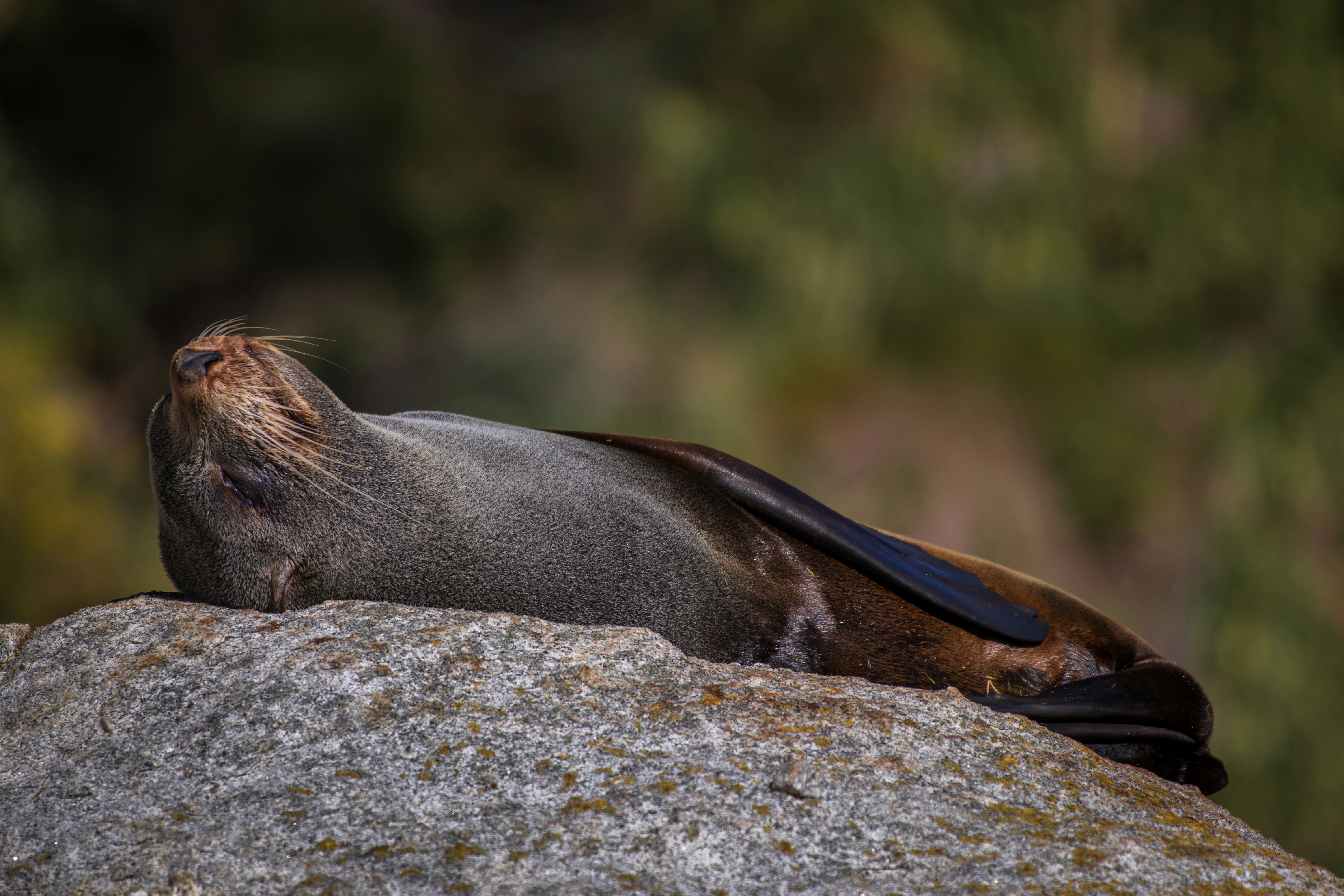 Rest on Granite: A Seaside Seal Repose