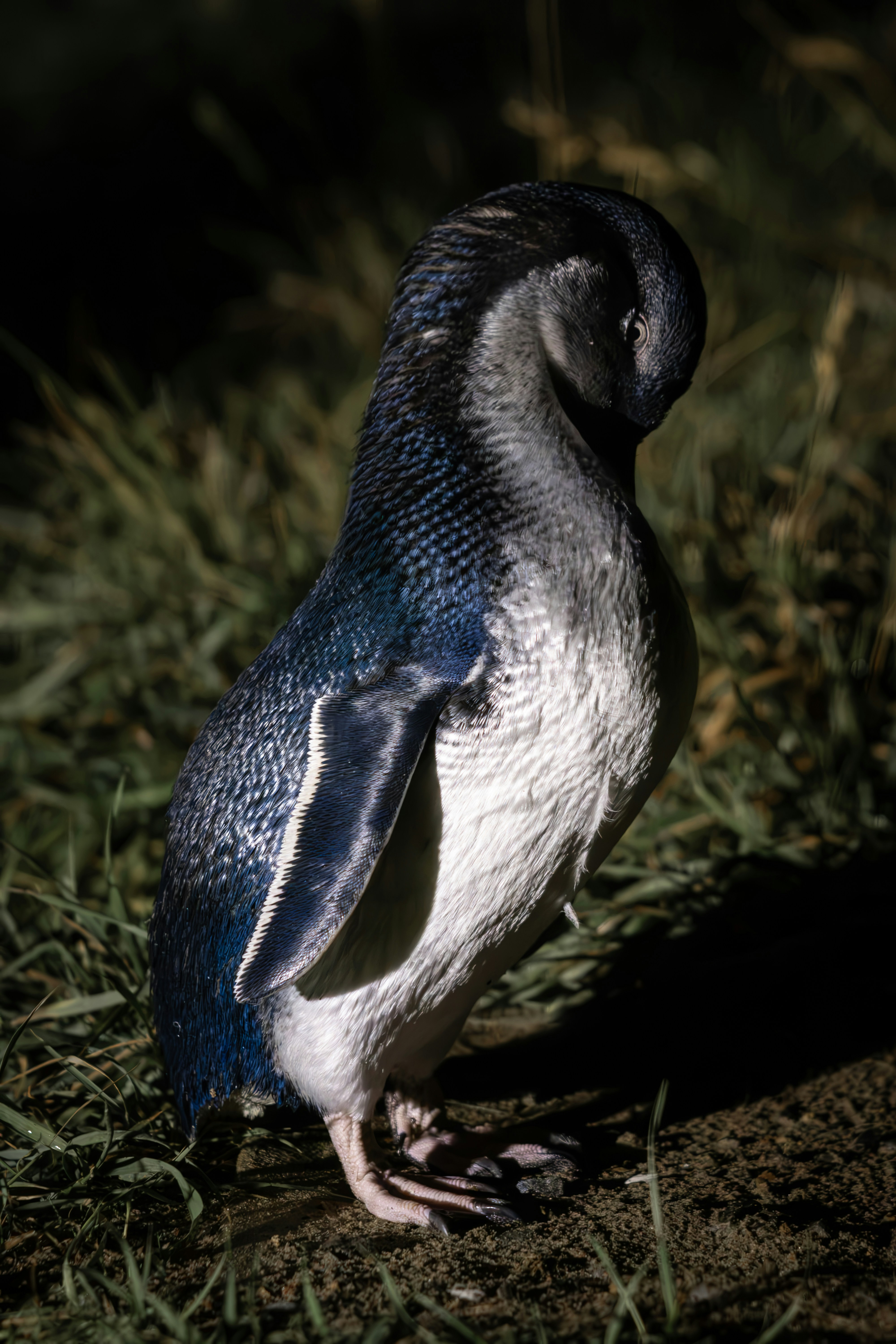 Midnight in Blue: A Penguin Portrait in Shadowed Light