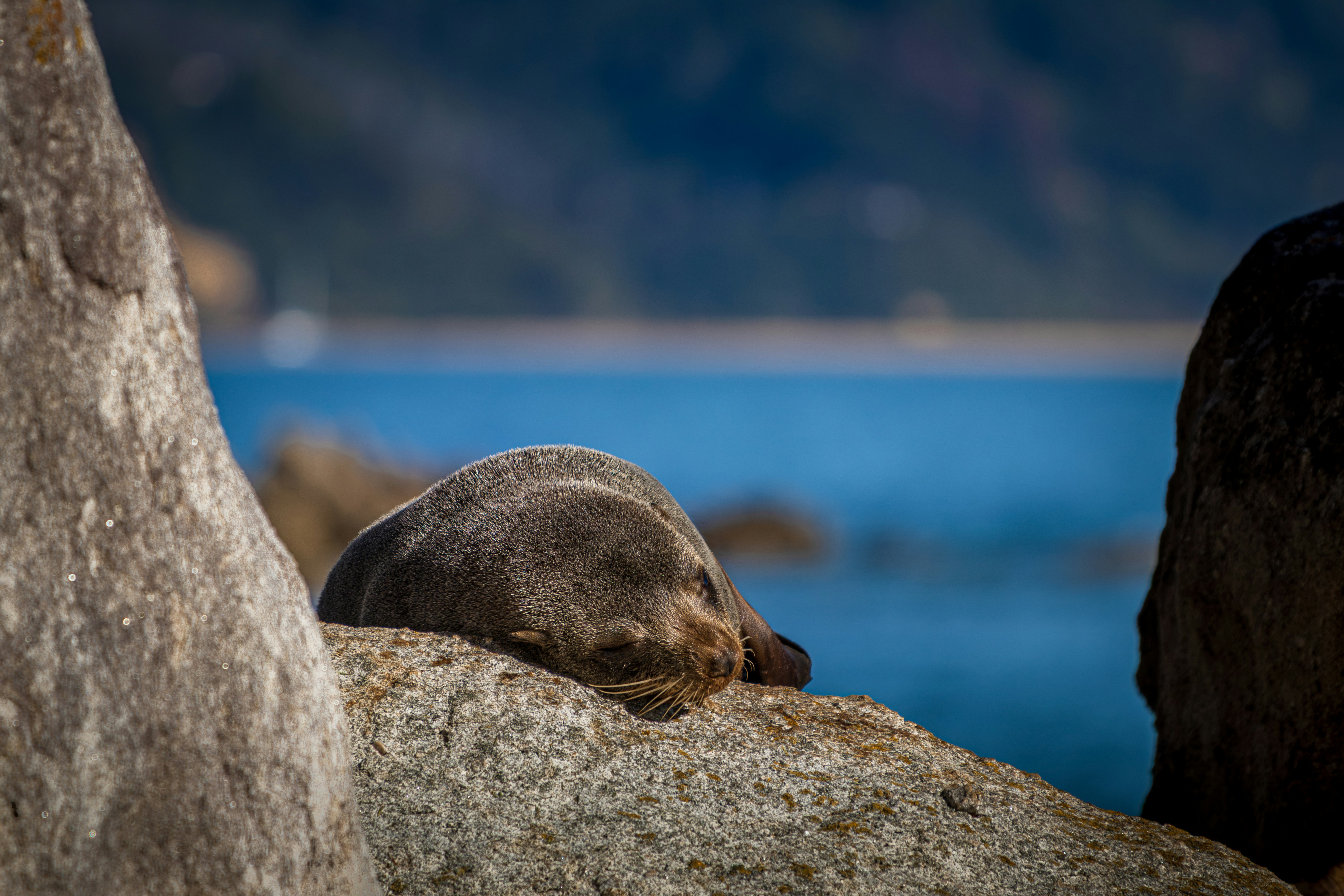 Sleep on the Rocks: A Seaside Harbor Seal Resting Between Boulders