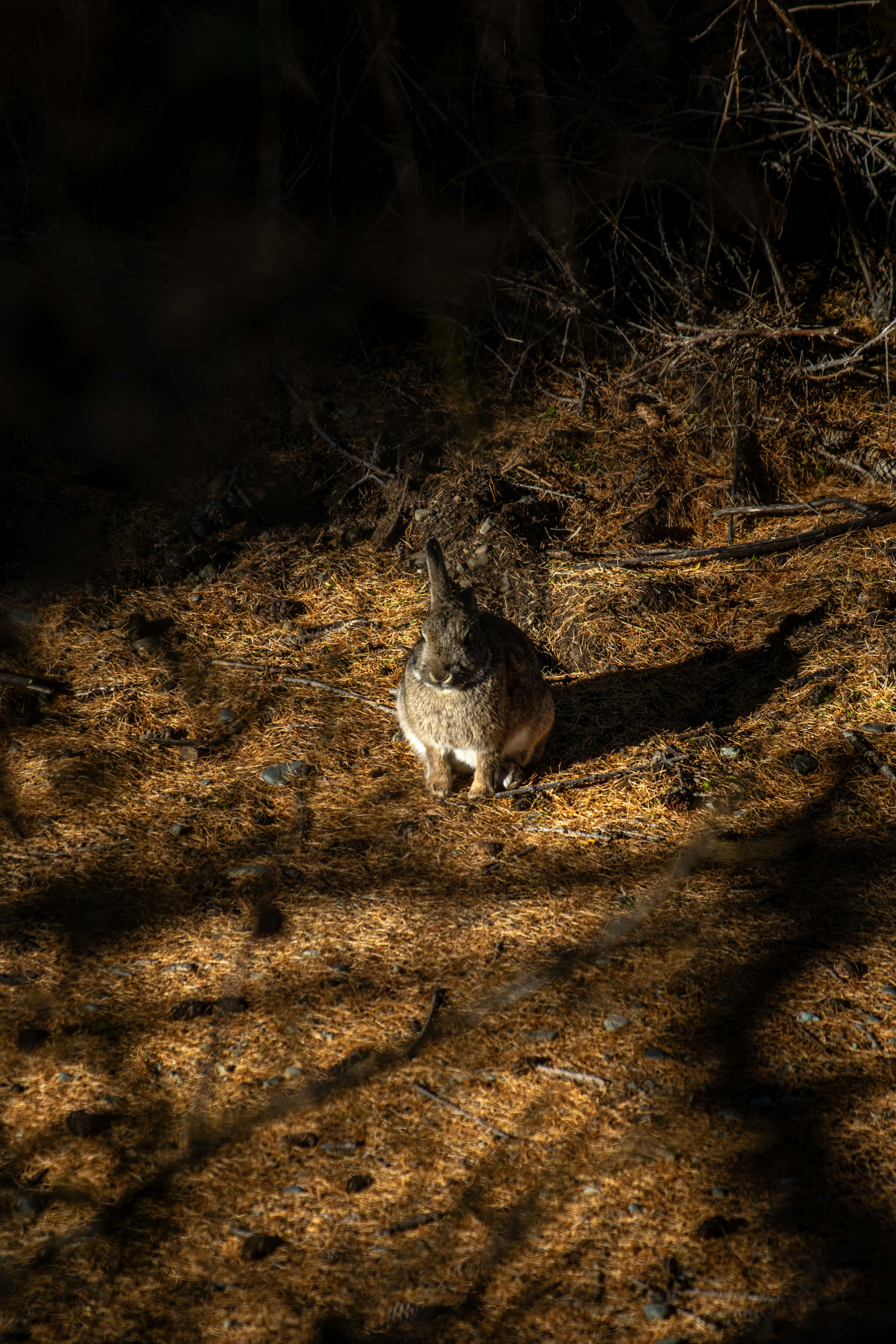A solitary chinchilla-like creature illuminated in a sunlit patch