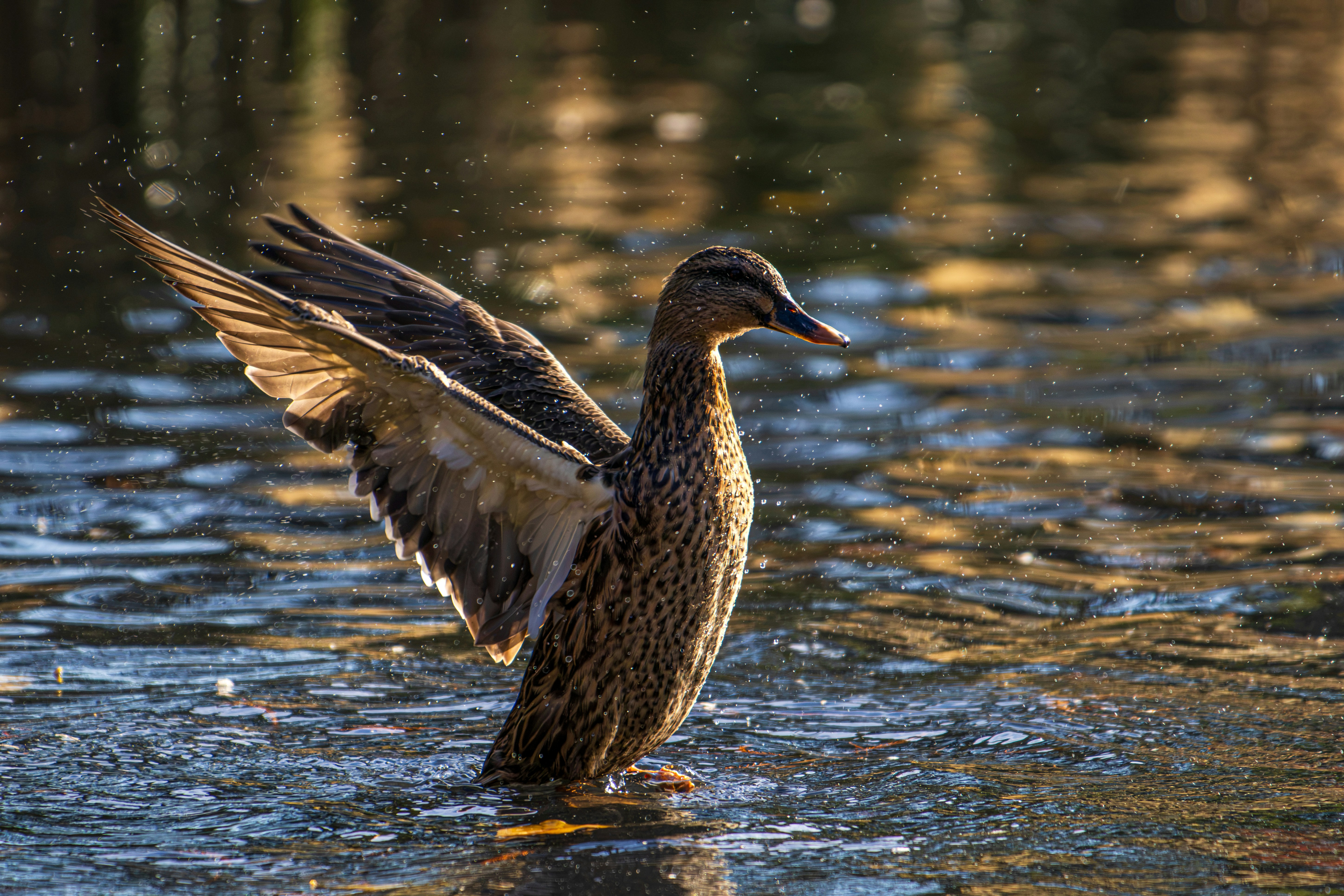 Dappled Waterdance: A Mallard in a Moment of Flight