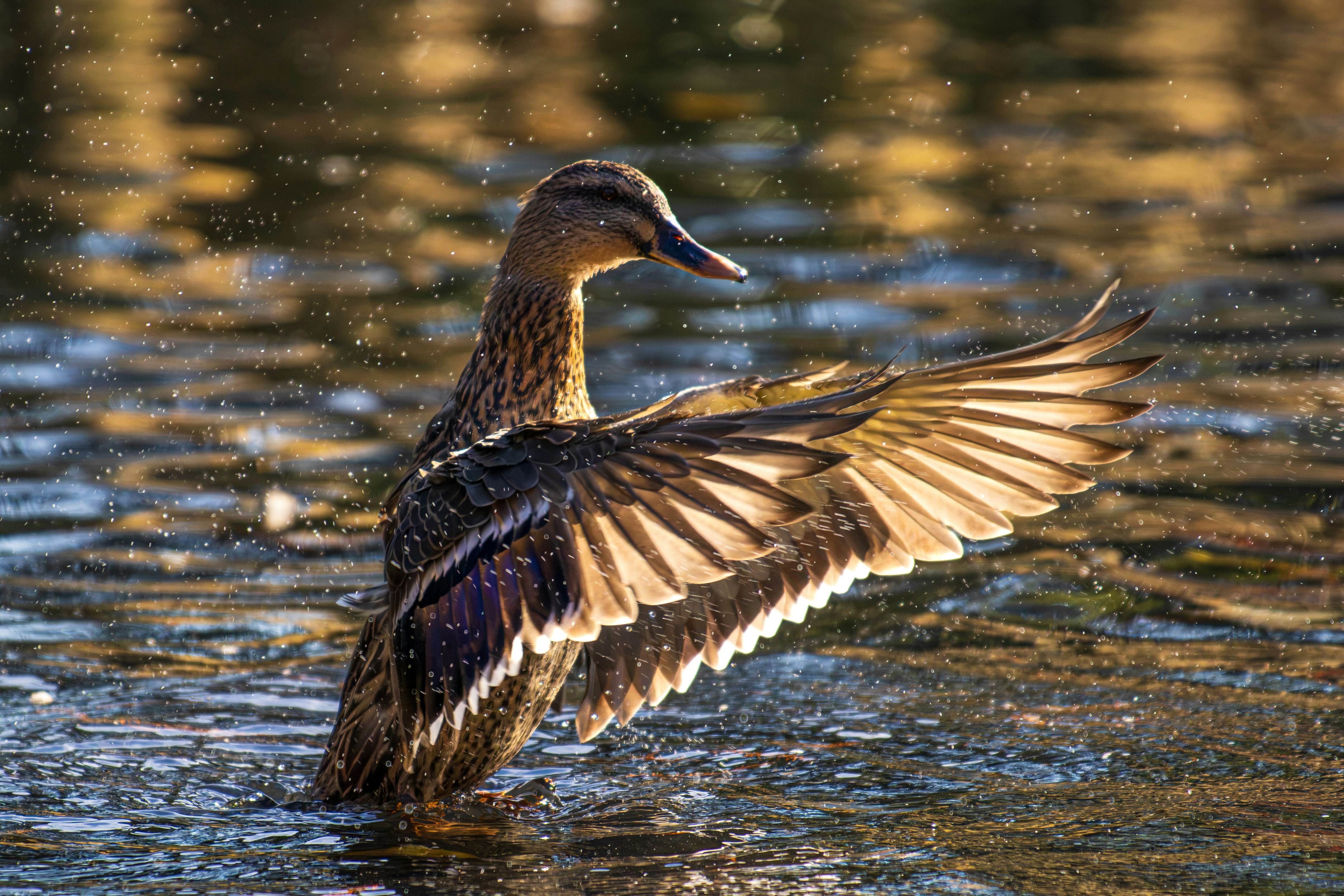 Winged Glisten: A Mallard in Mid-Spread at Golden Hour