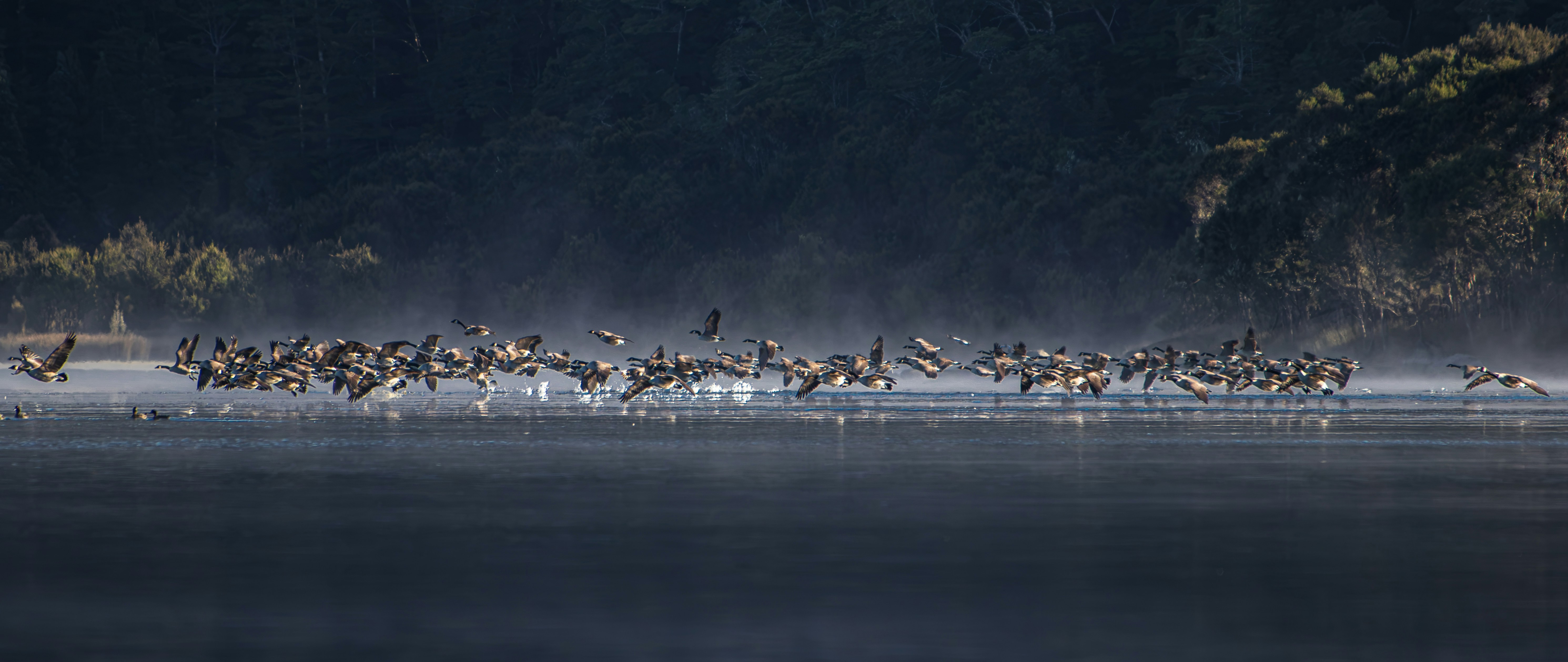 Aerial Harbingers: Dawn Flight over the Misty Shore