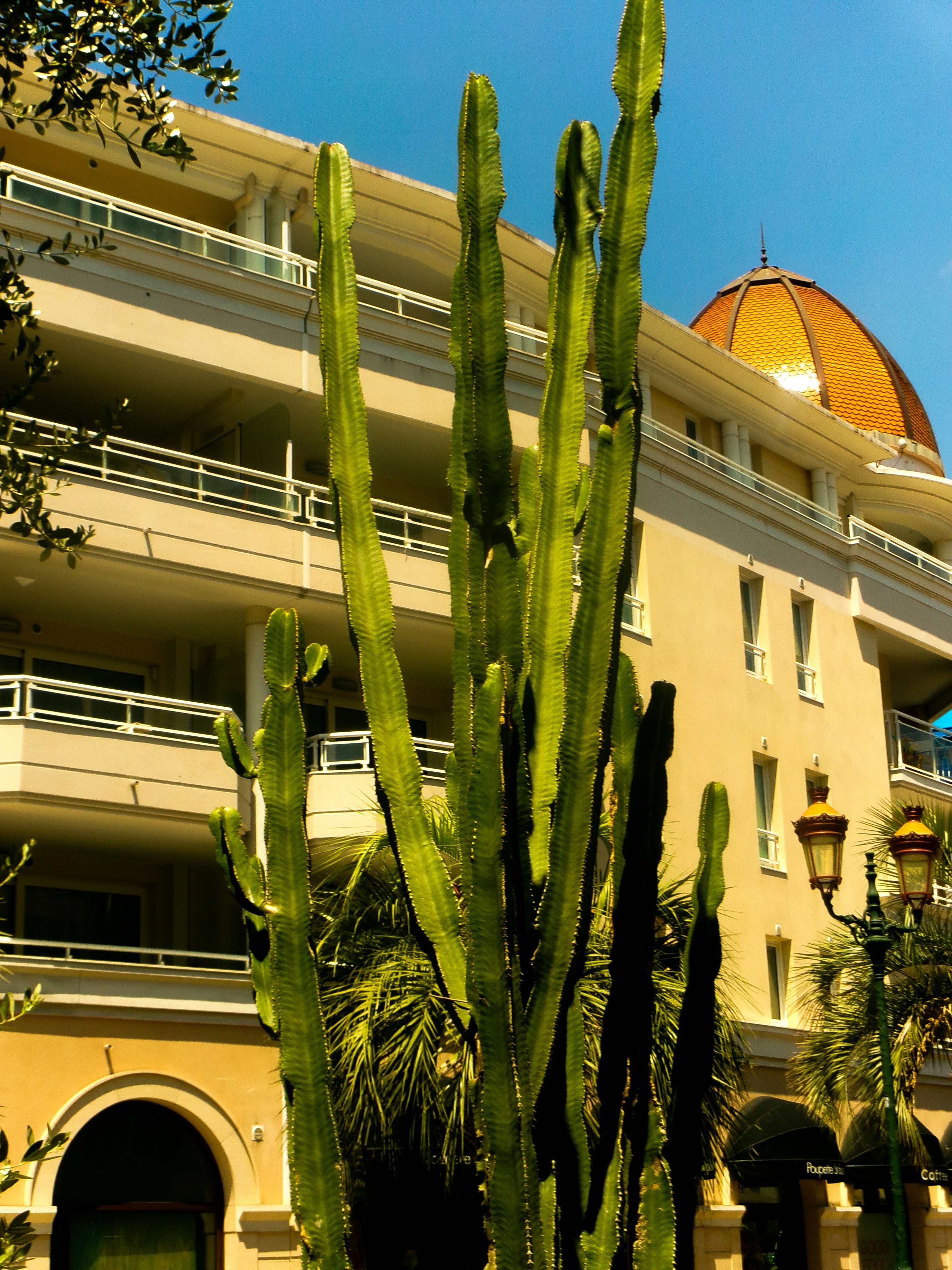 Vertical Cactus Tower Framing a Sunlit Balcony
