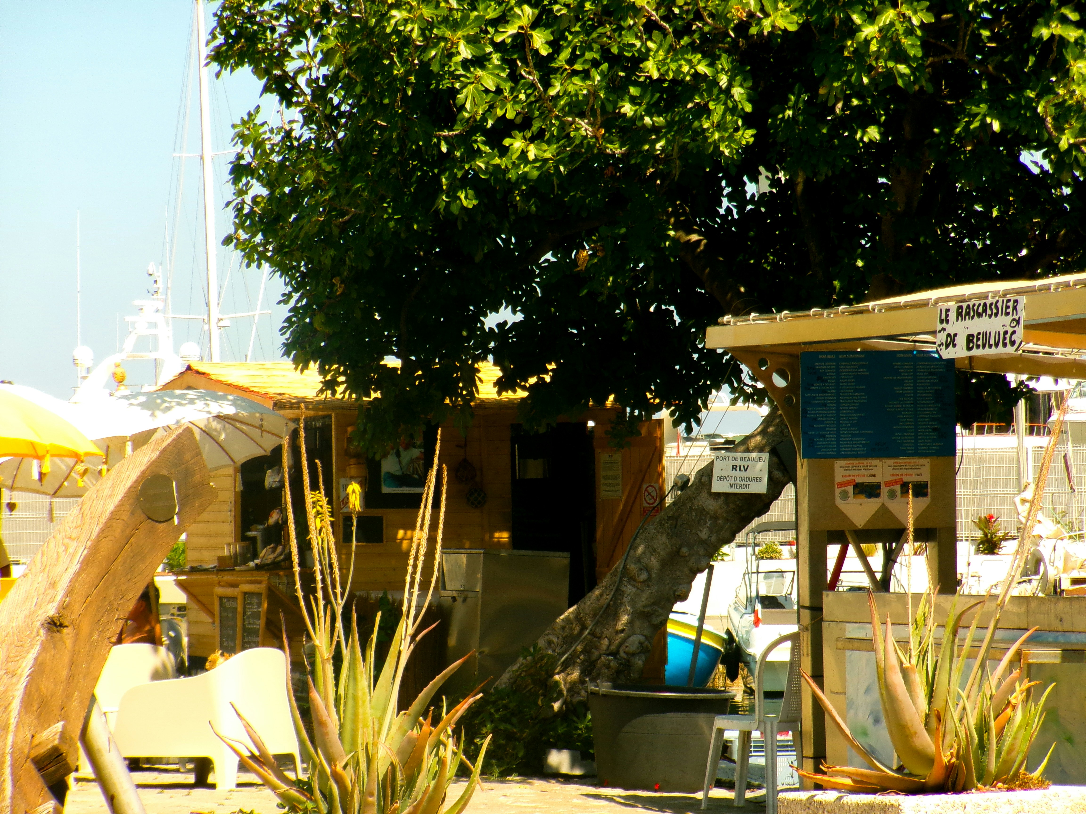Sunlit Dockside Café by the Canopy of Algae and Boats