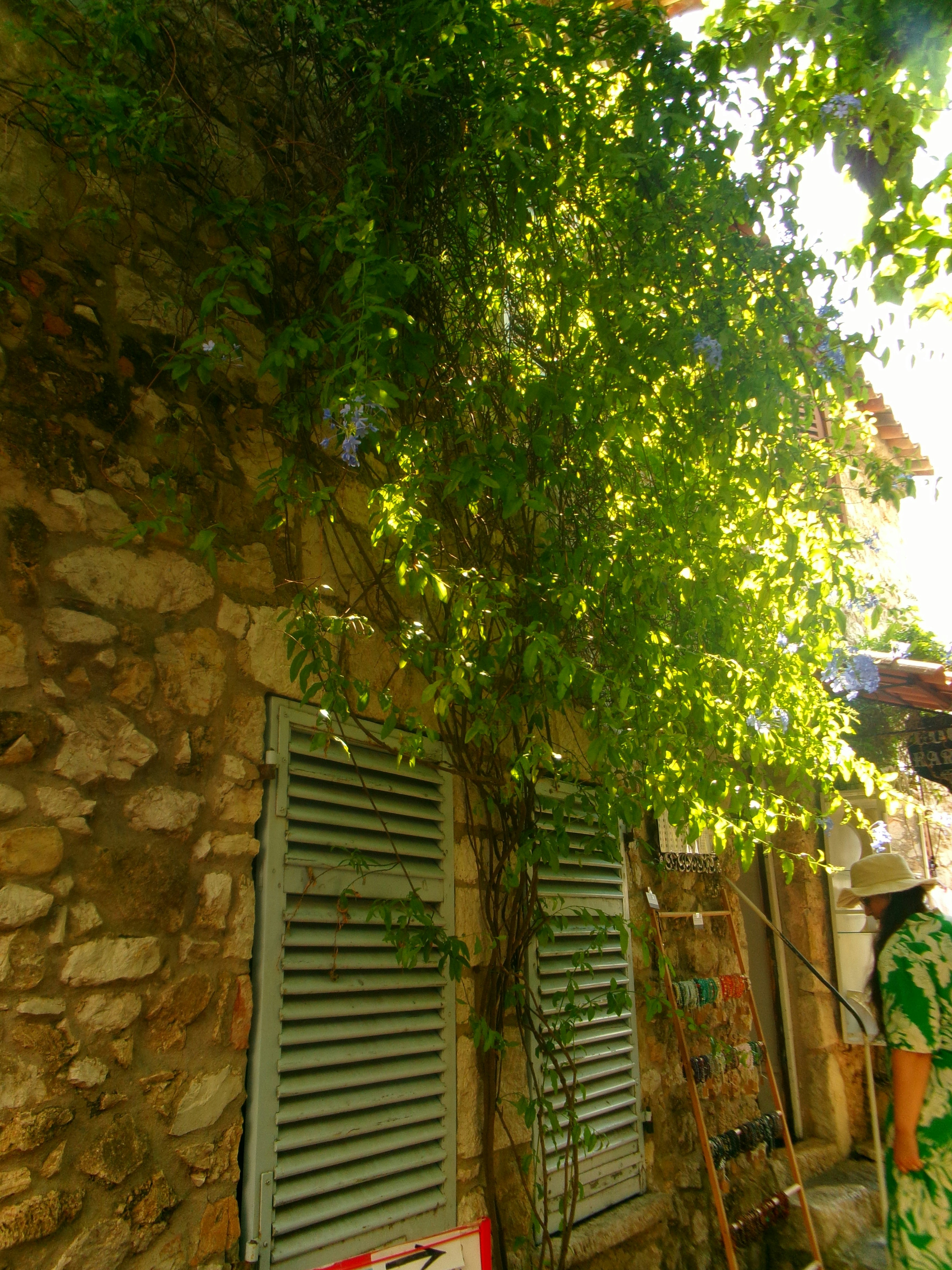 Sunlit Ivy over Stone Wall: A Quiet Street Scene