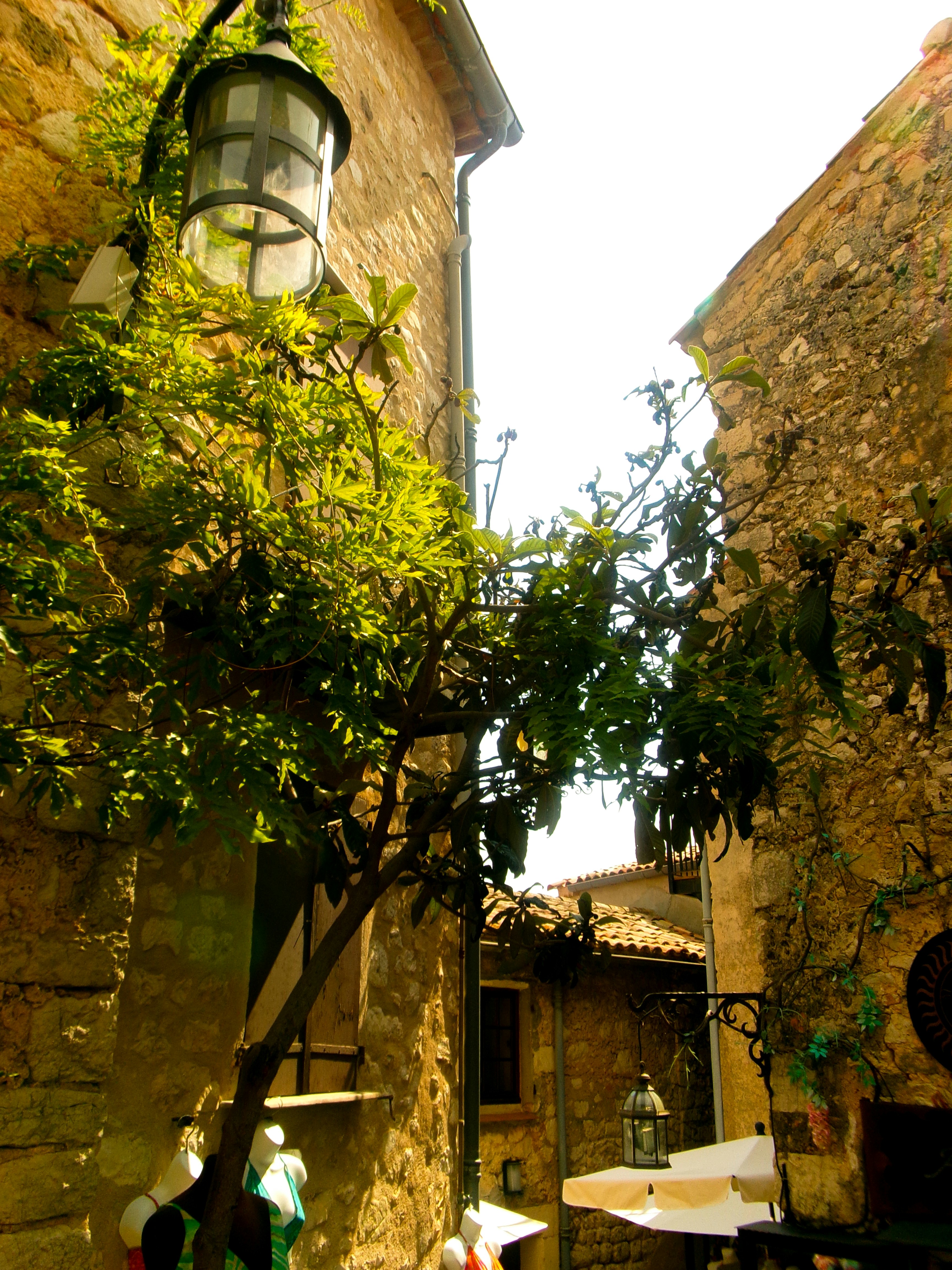 Sunlit Alleyway with Verdant Canopy and Stone Facades
