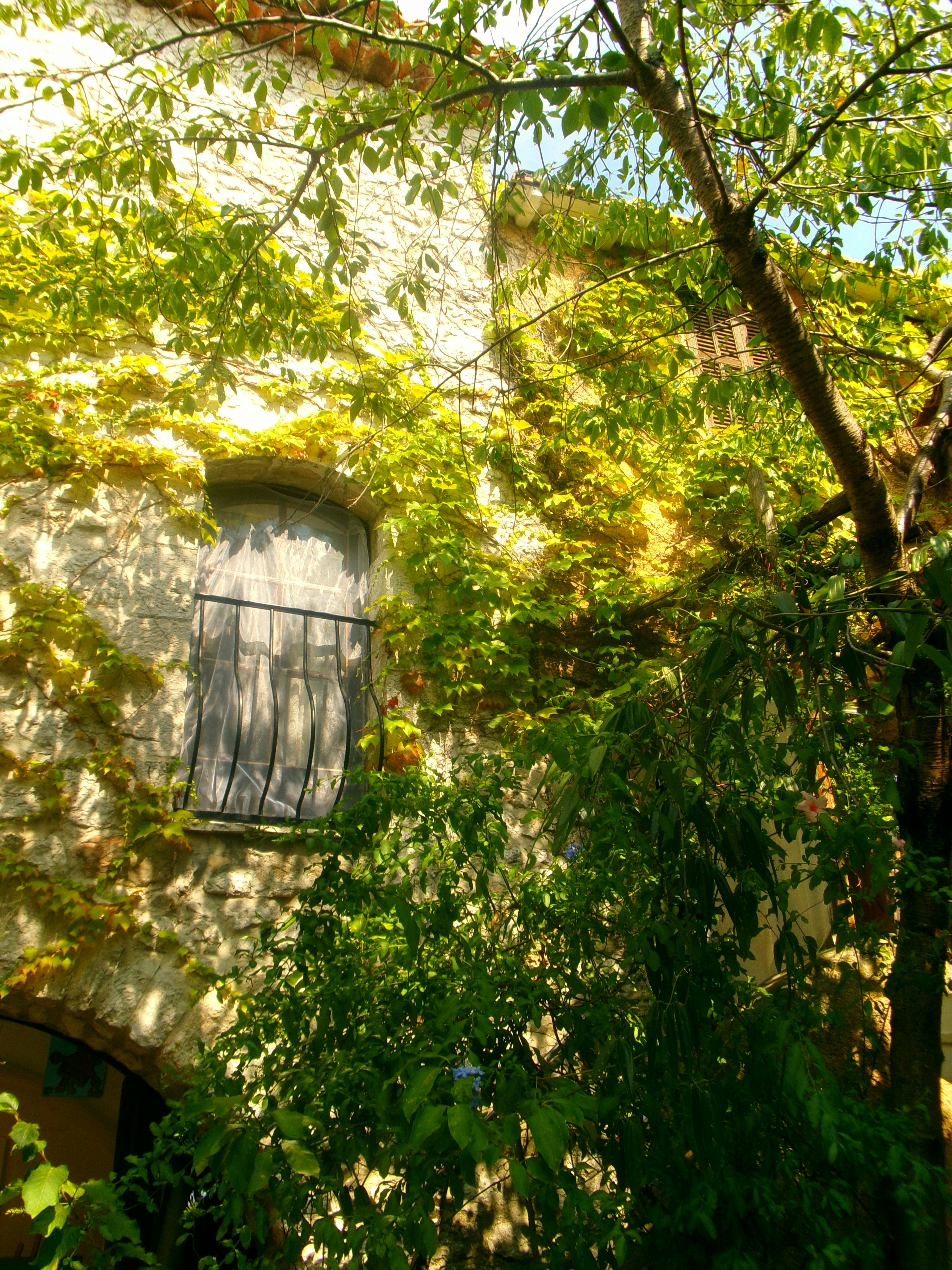Sunlit Ivy over Stone Villa Window
