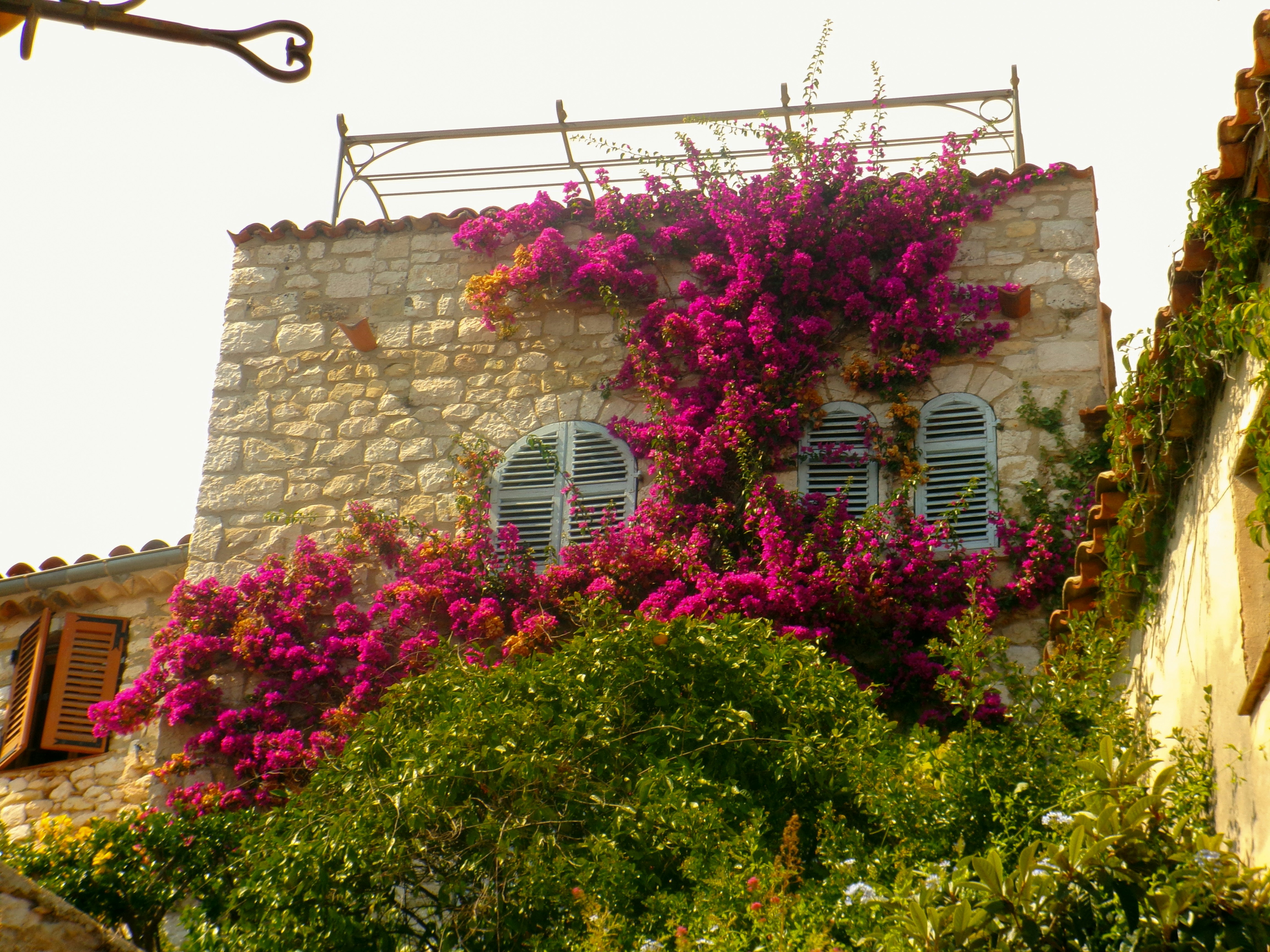 Facade in Bloom: Stone House Wreathed in Magenta Bougainvillea