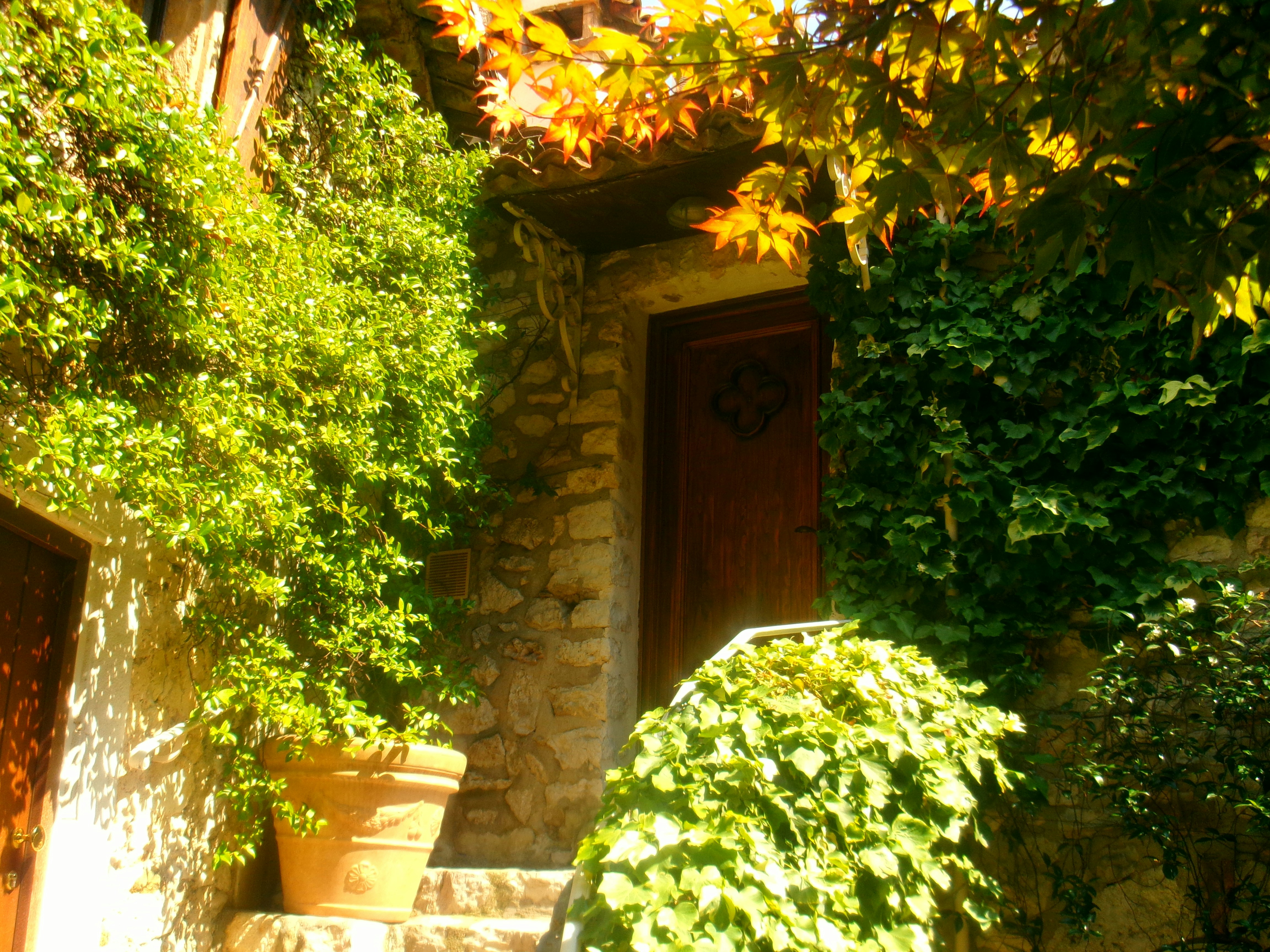 Sunlit Stone Doorway Framed by Ivy and Maple