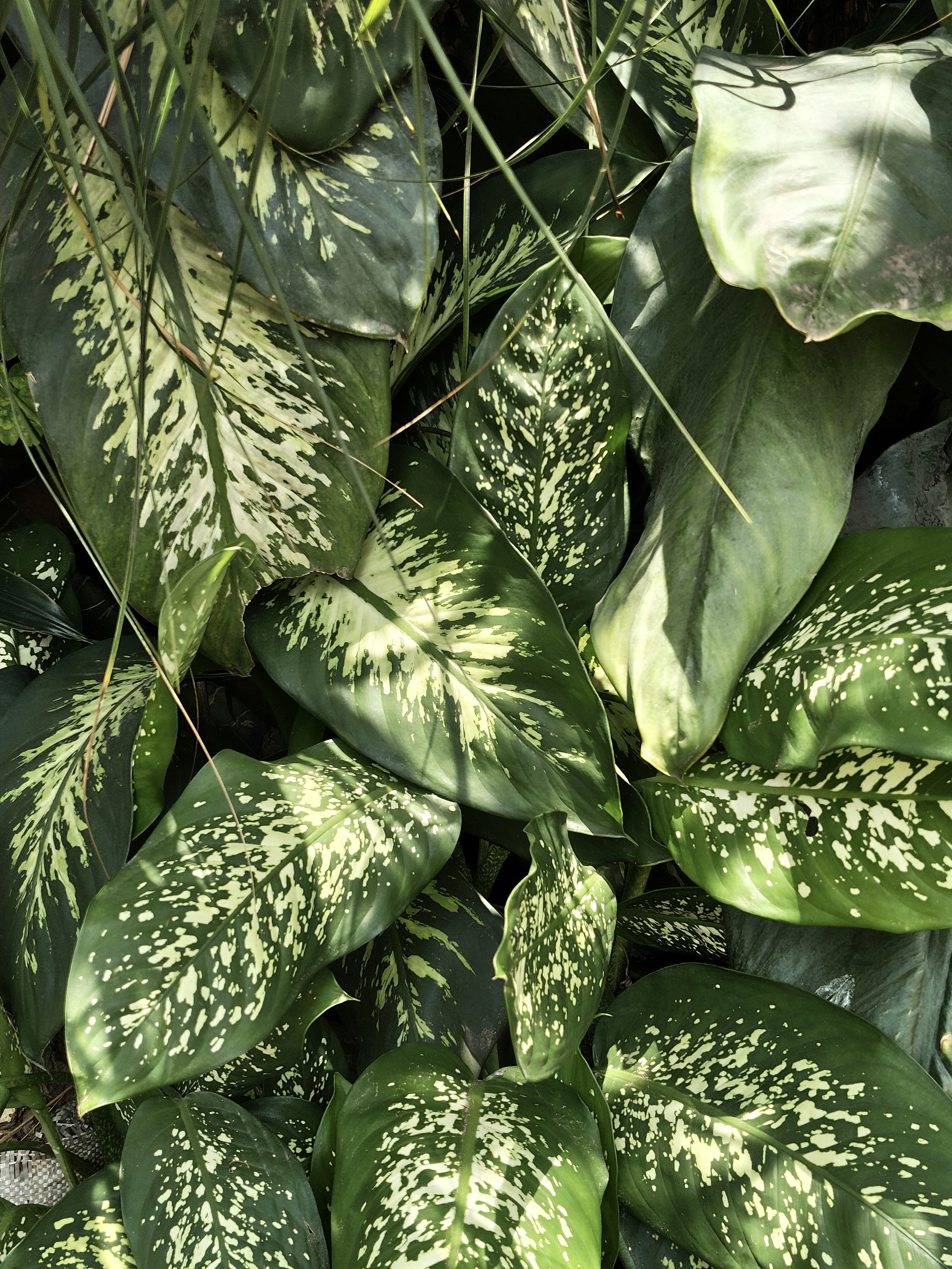 Close-up of overlapping variegated green leaves with cream speckles, forming a dense foliage pattern. Likely a garden plant bed or decorative groundcover.