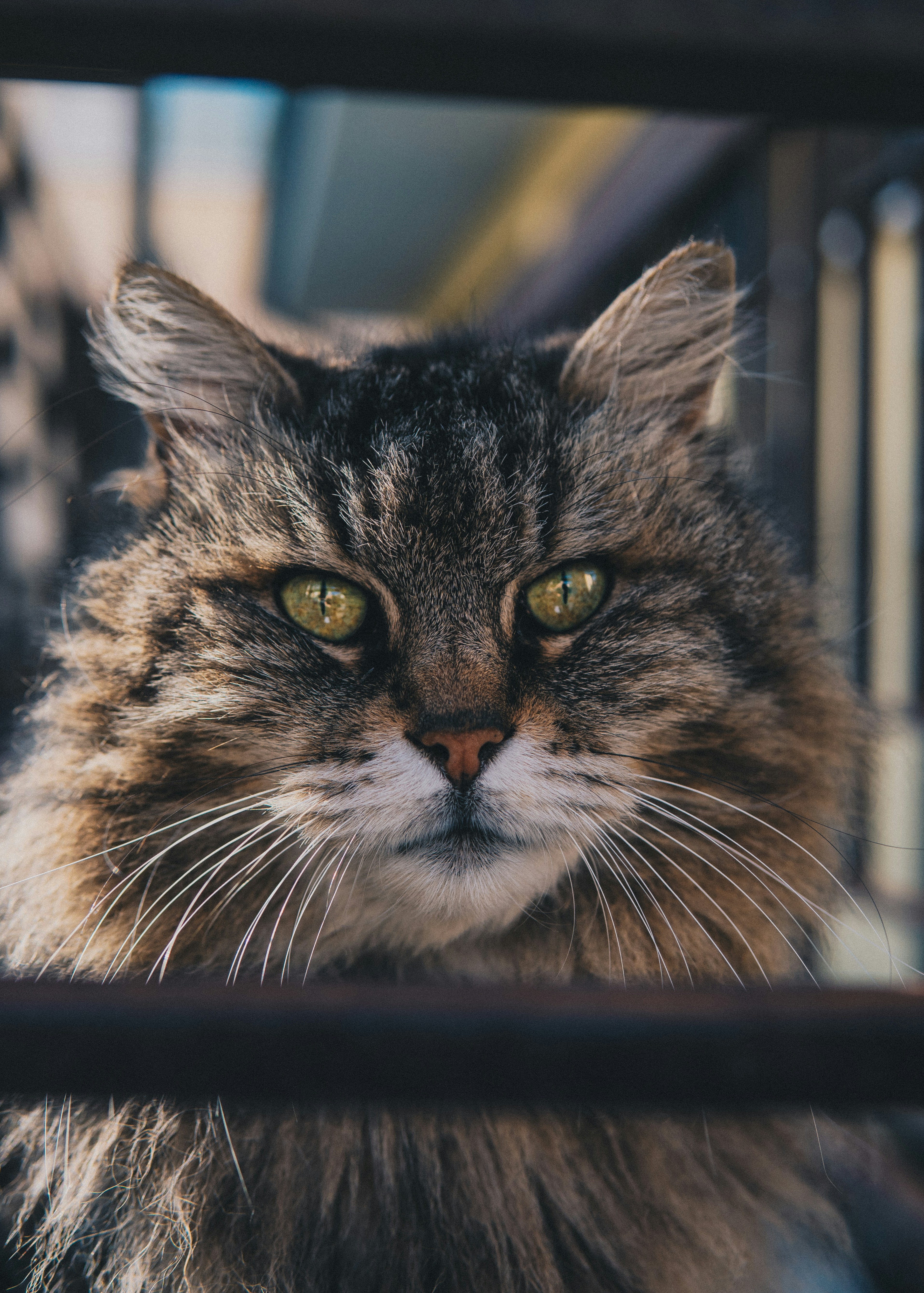 Eyed Gaze Through the Bars: A Cat at Close Range