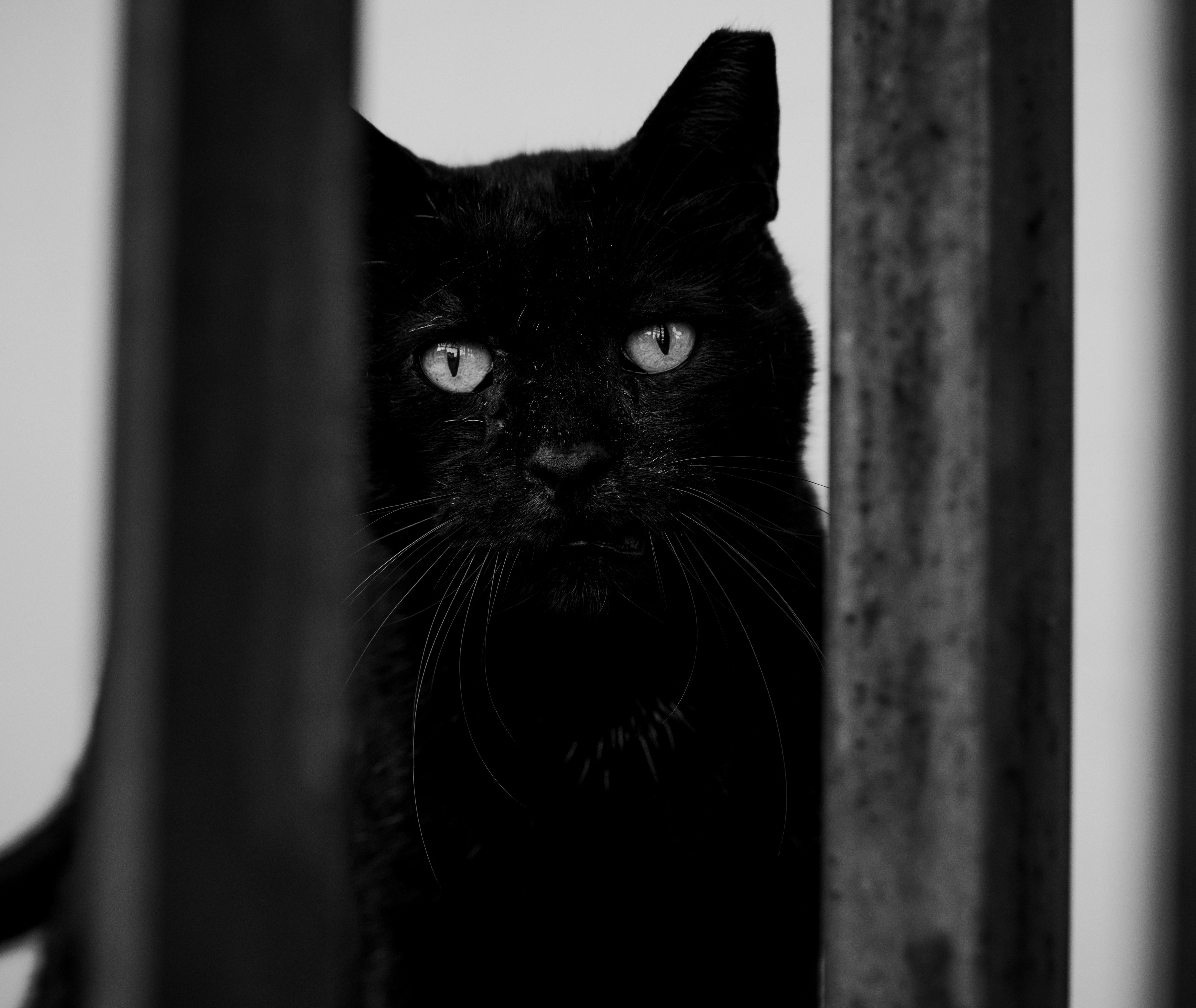 Hidden in Plain Sight: The Cat Behind the Bars