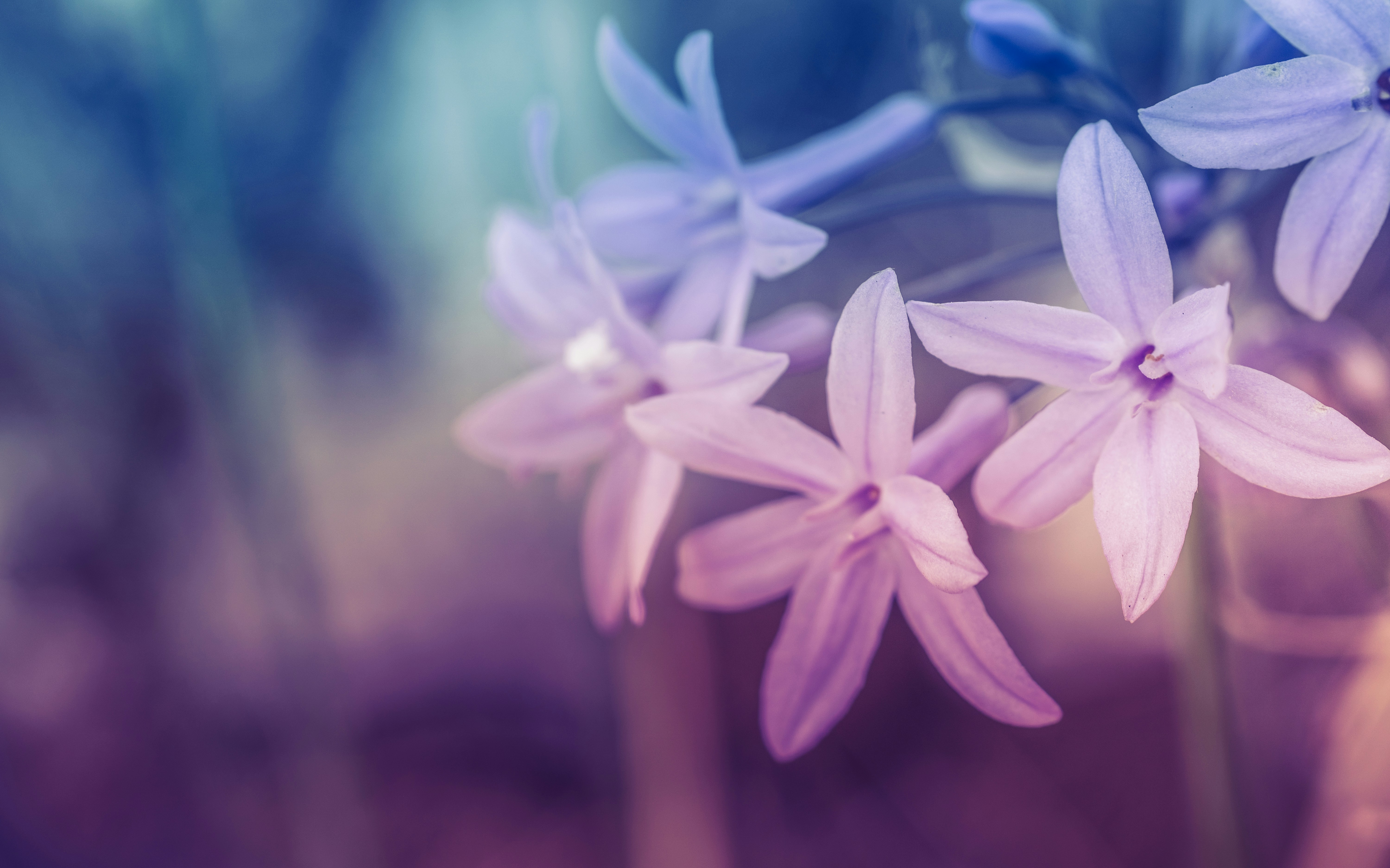 Soft Bloom: Lavender Petals in Dreamy Gradient