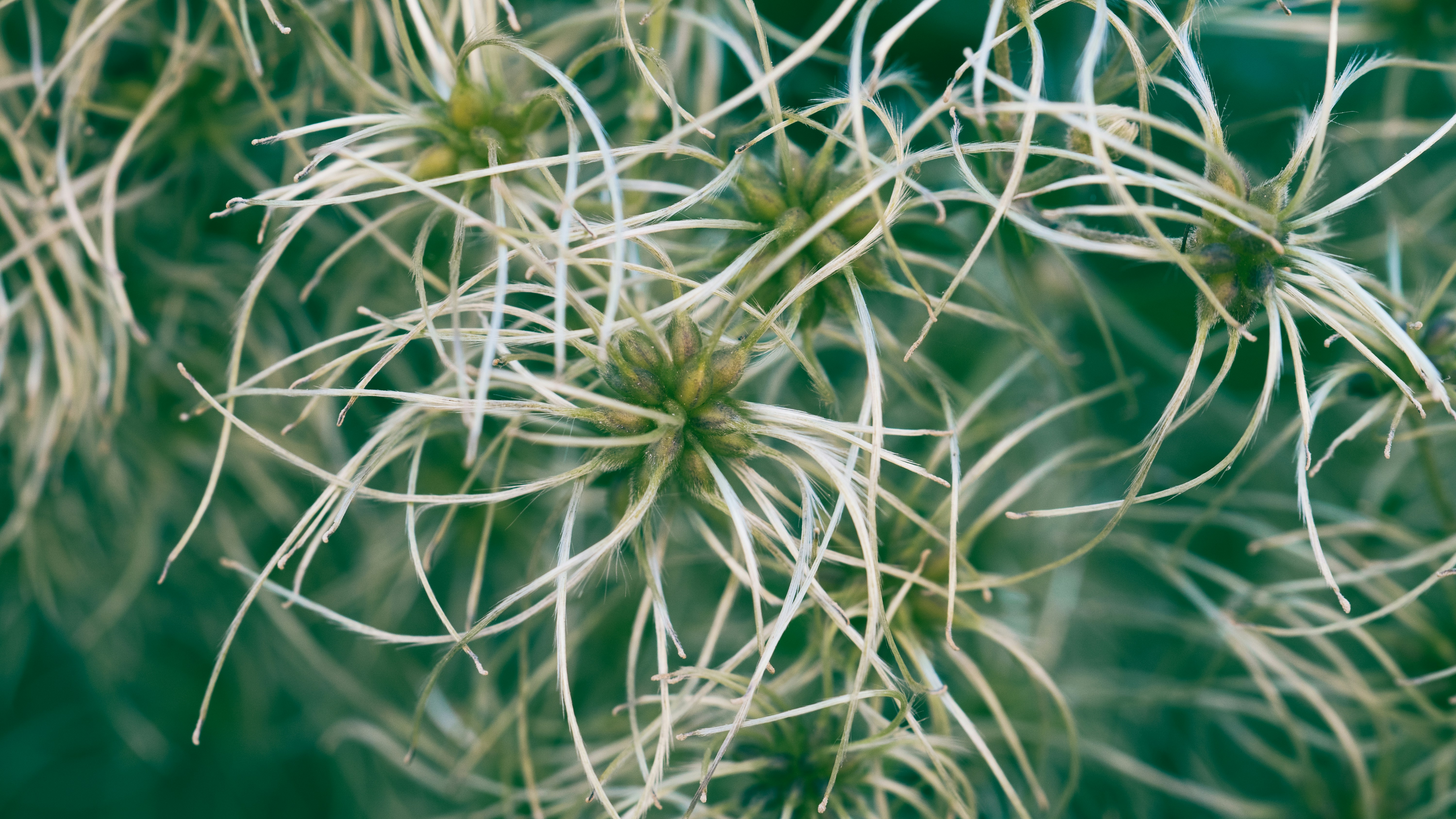 Entangled Tendrils: A Close-Up of Seed-Head Spirals