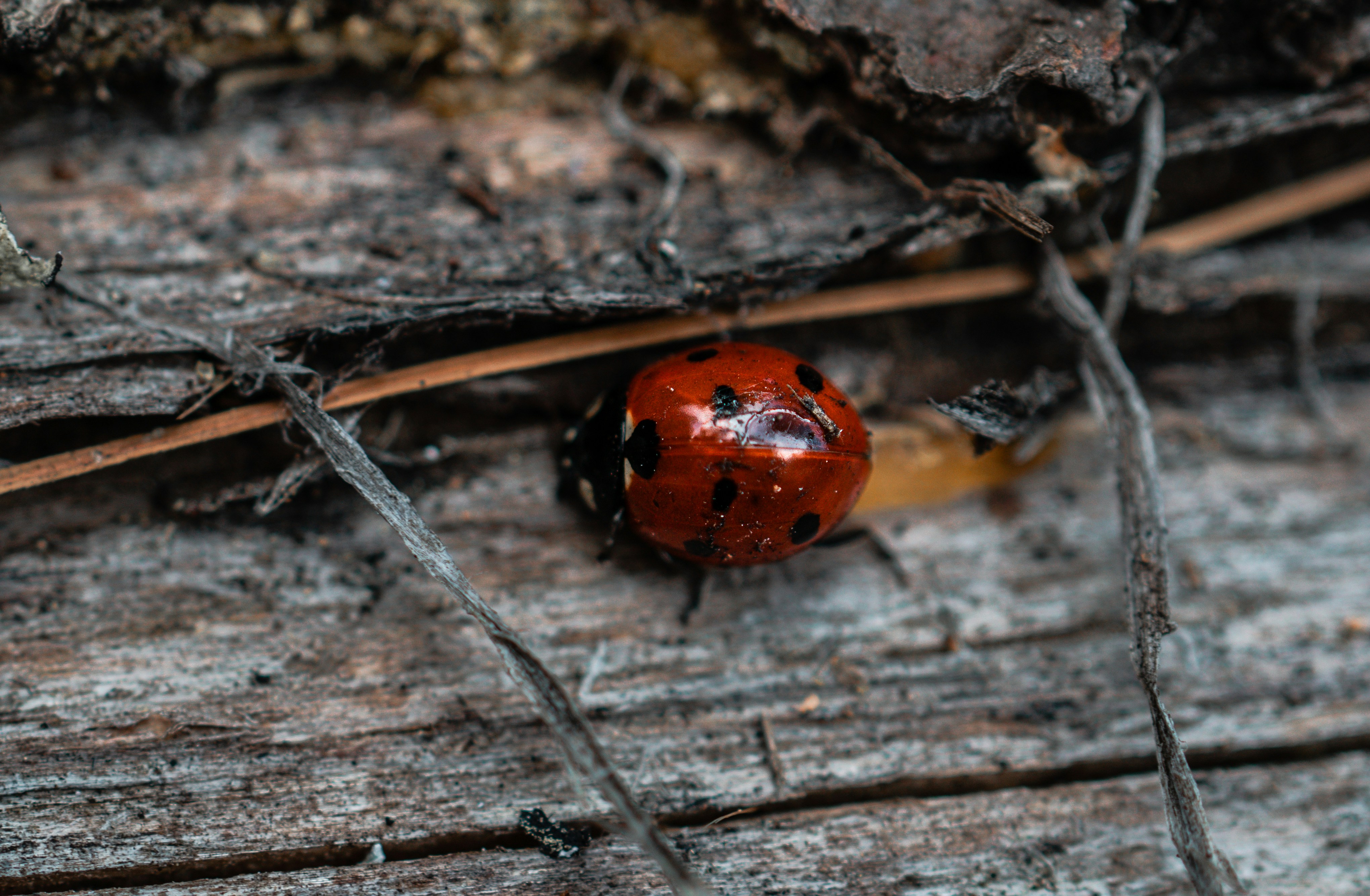 Crimson Insect Among Weathered Wood
