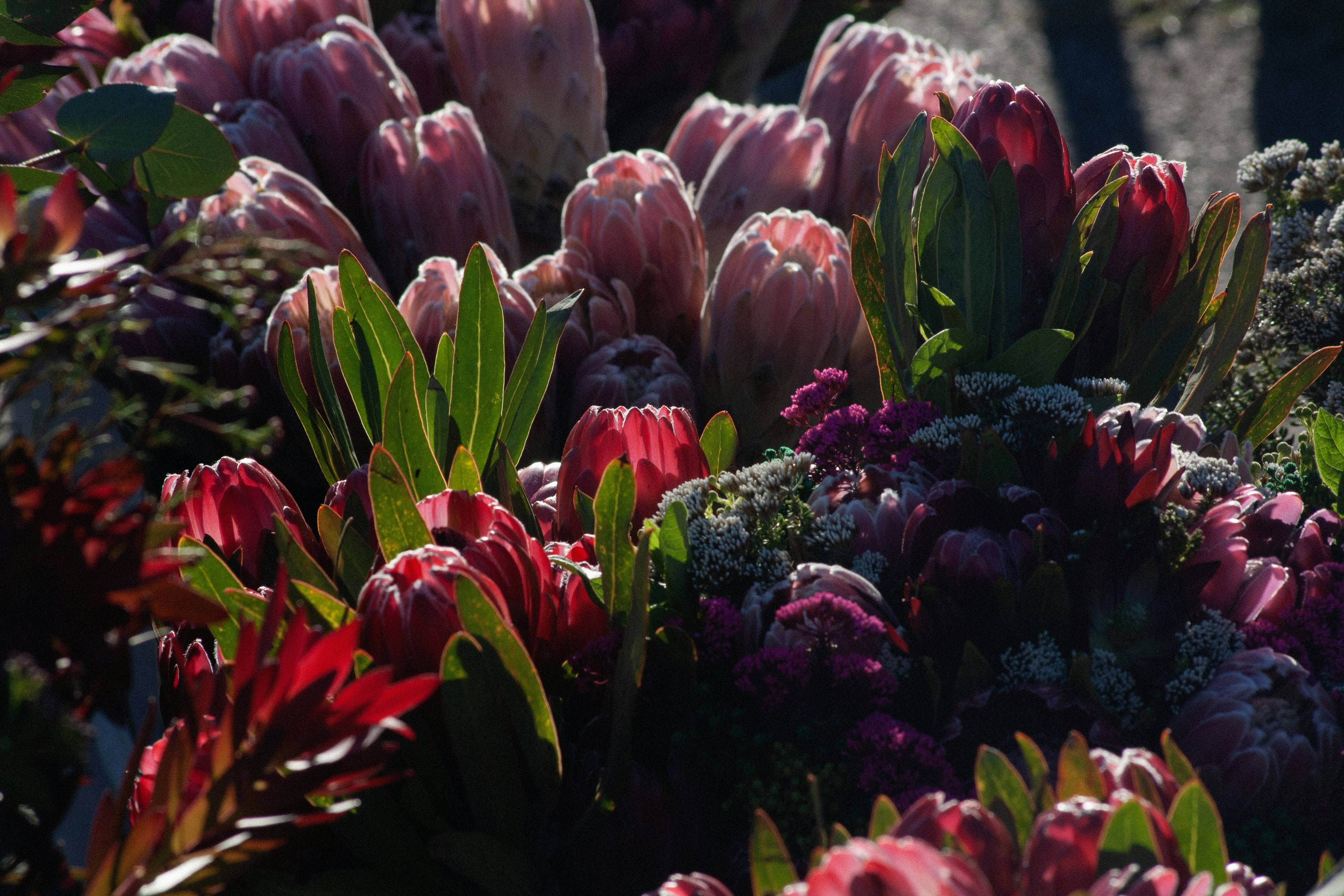 Crimson Buds in Morning Light