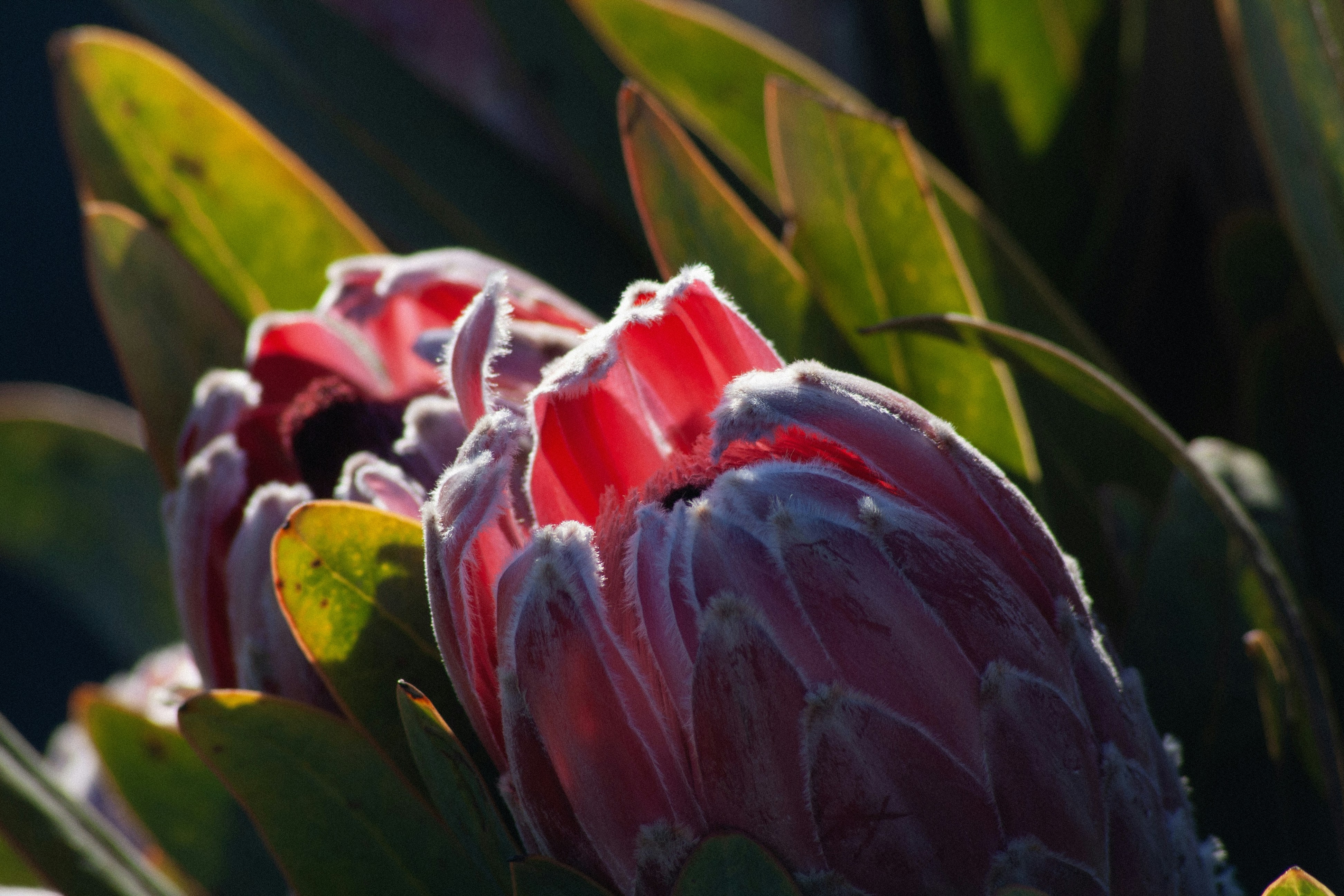 Frost-kissed Protea Bloom Emerging from Dark Green Leaf Shadow