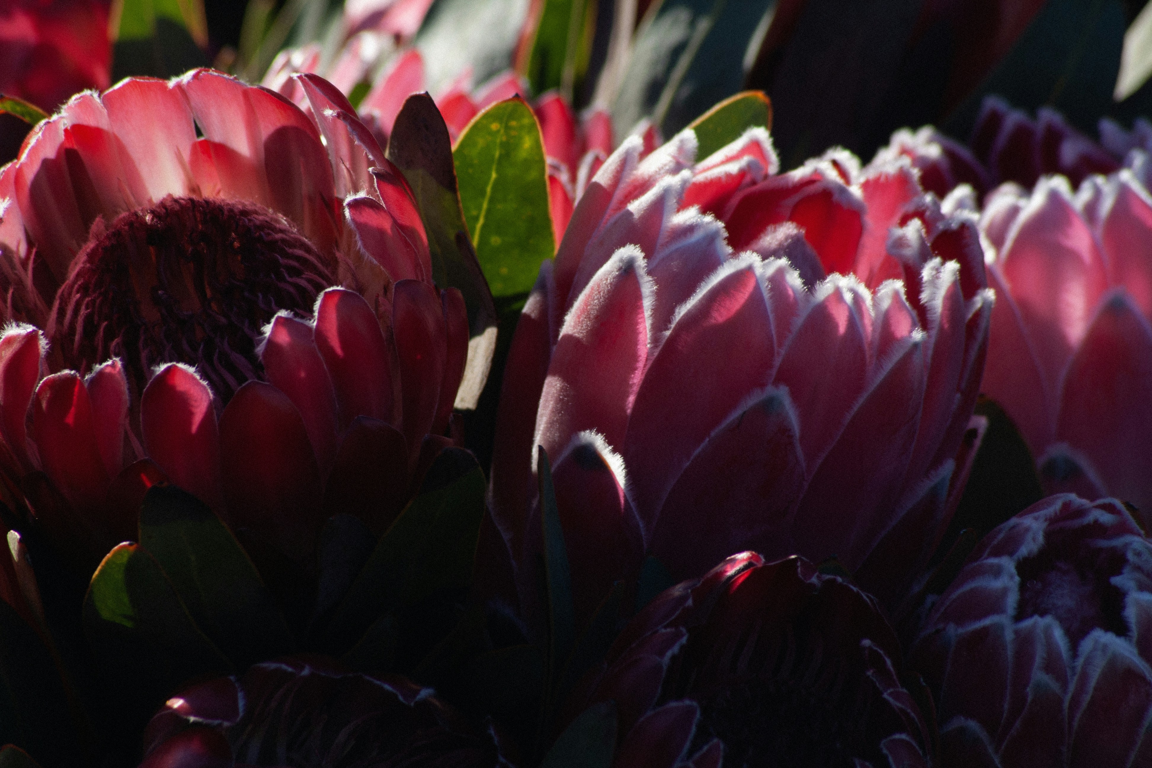 Midnight Petals: A Quiet Bloom in Shadowed Light