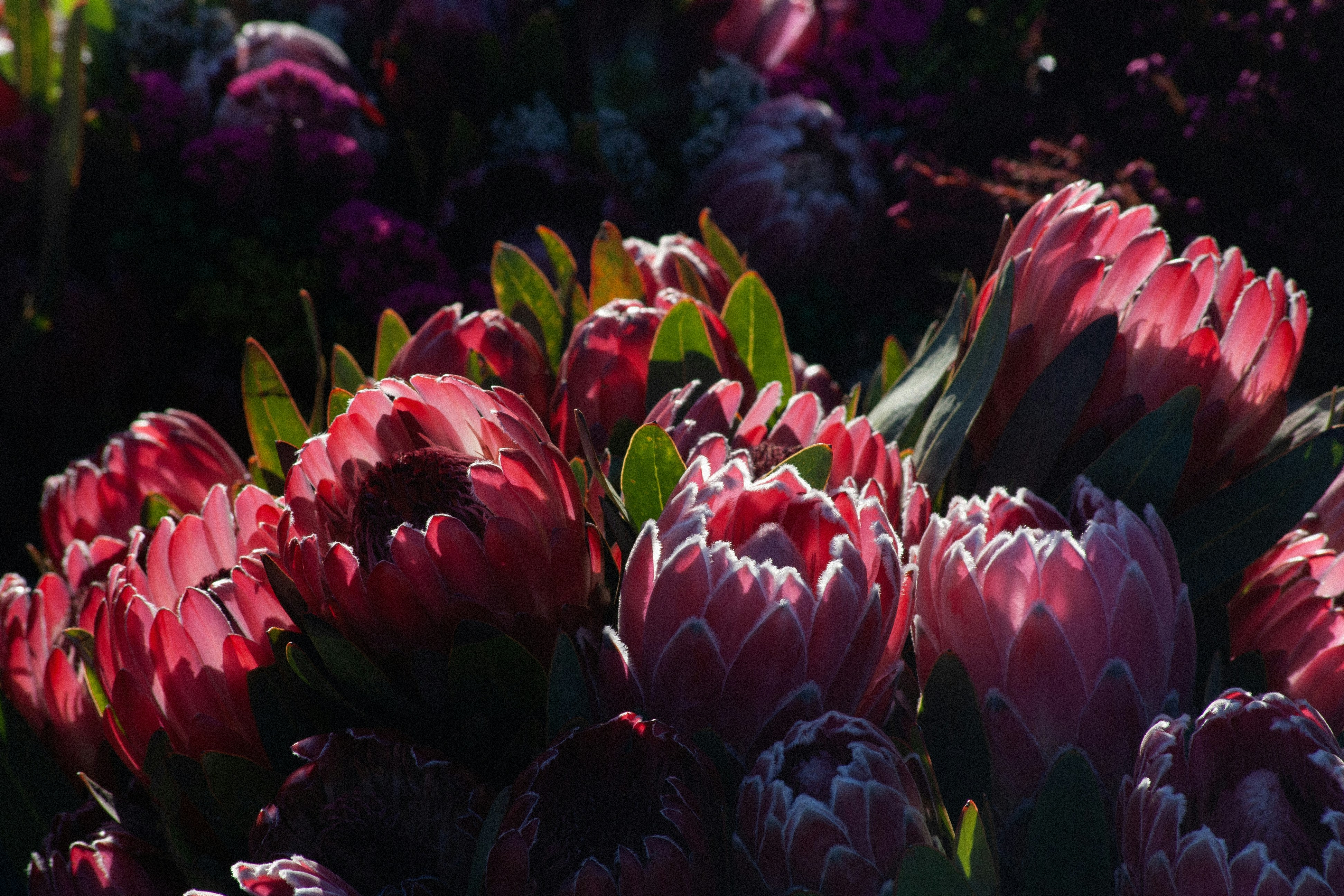 Crimson Protea Flame: Petals in Shadowed Light