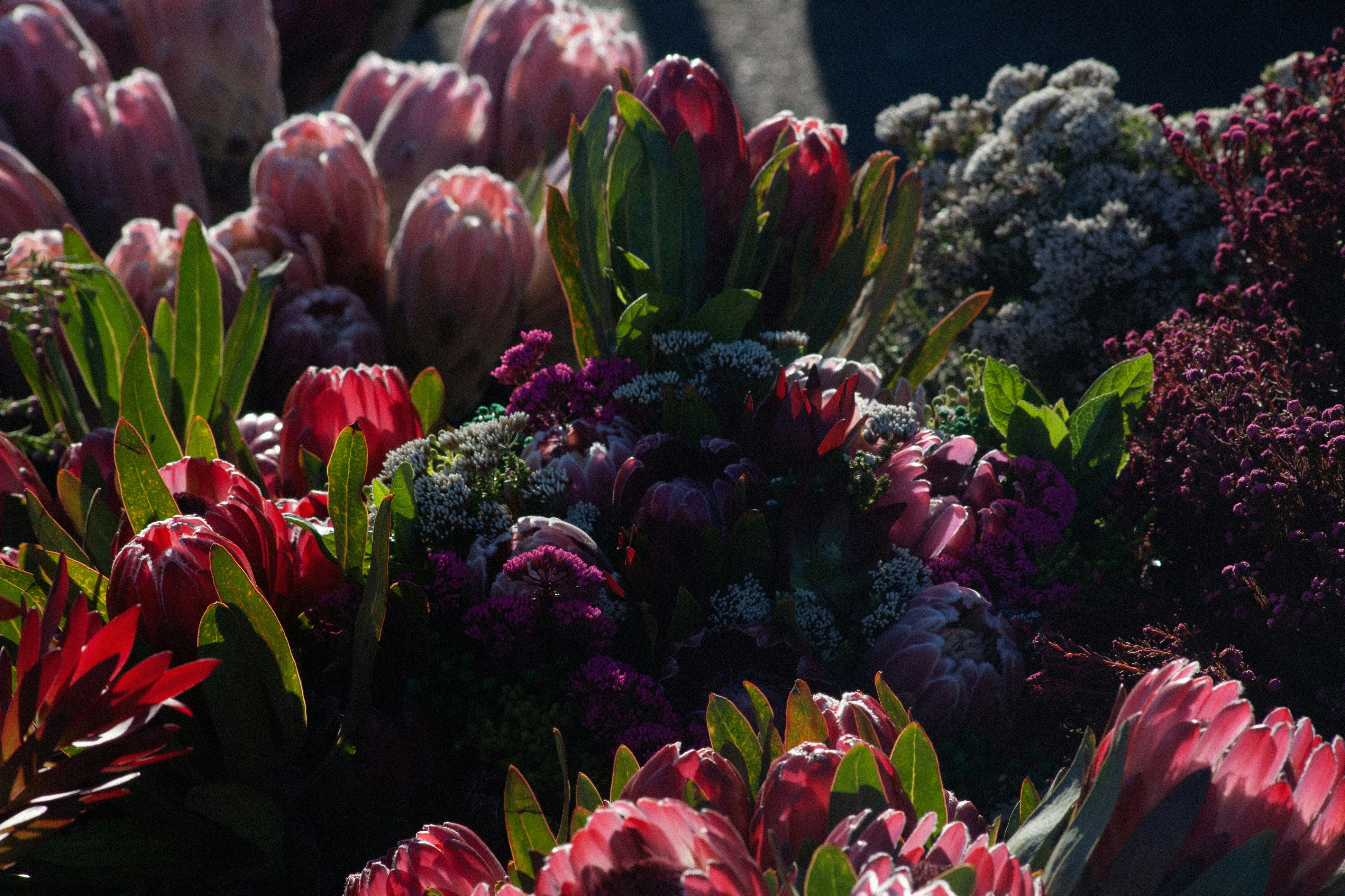 Crimson Protea Blooming Amid Deep Purple Foliage