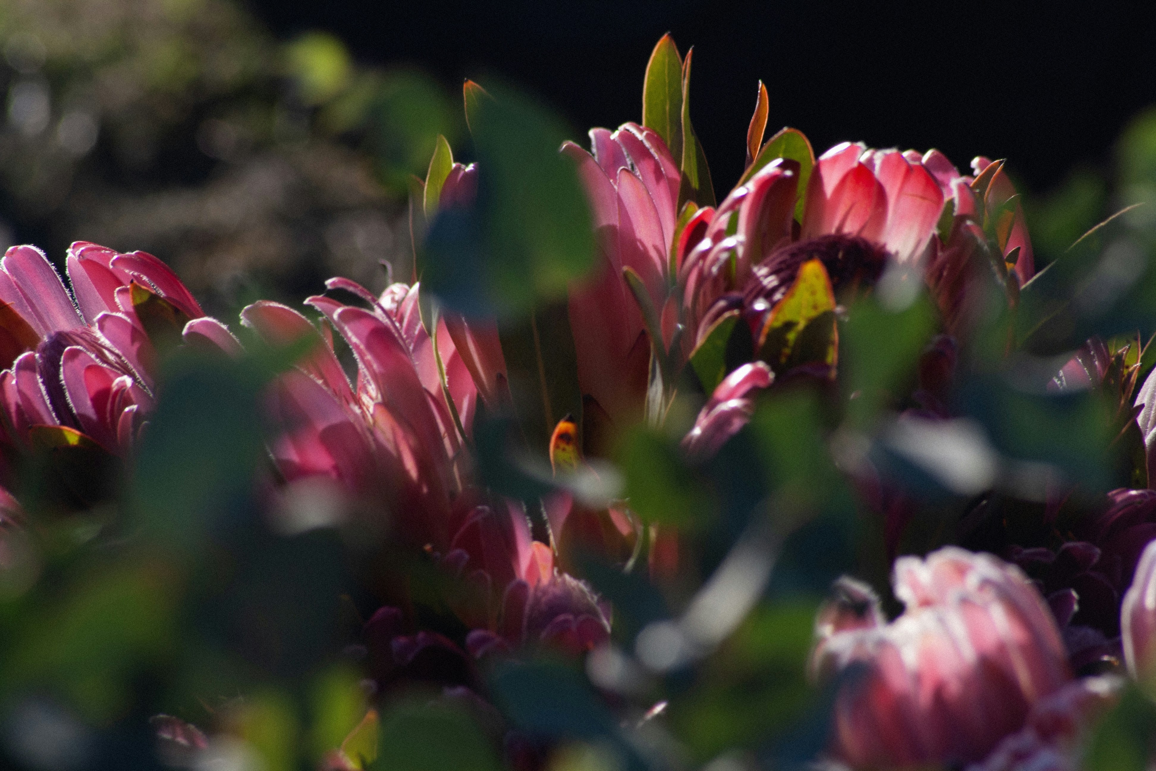 Petaled Burst: Pink Flowers Breaking Through the Blur